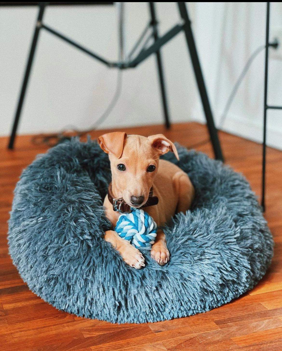 Welche Hunderasse ist das? (Tiere, Hund, Rasse)