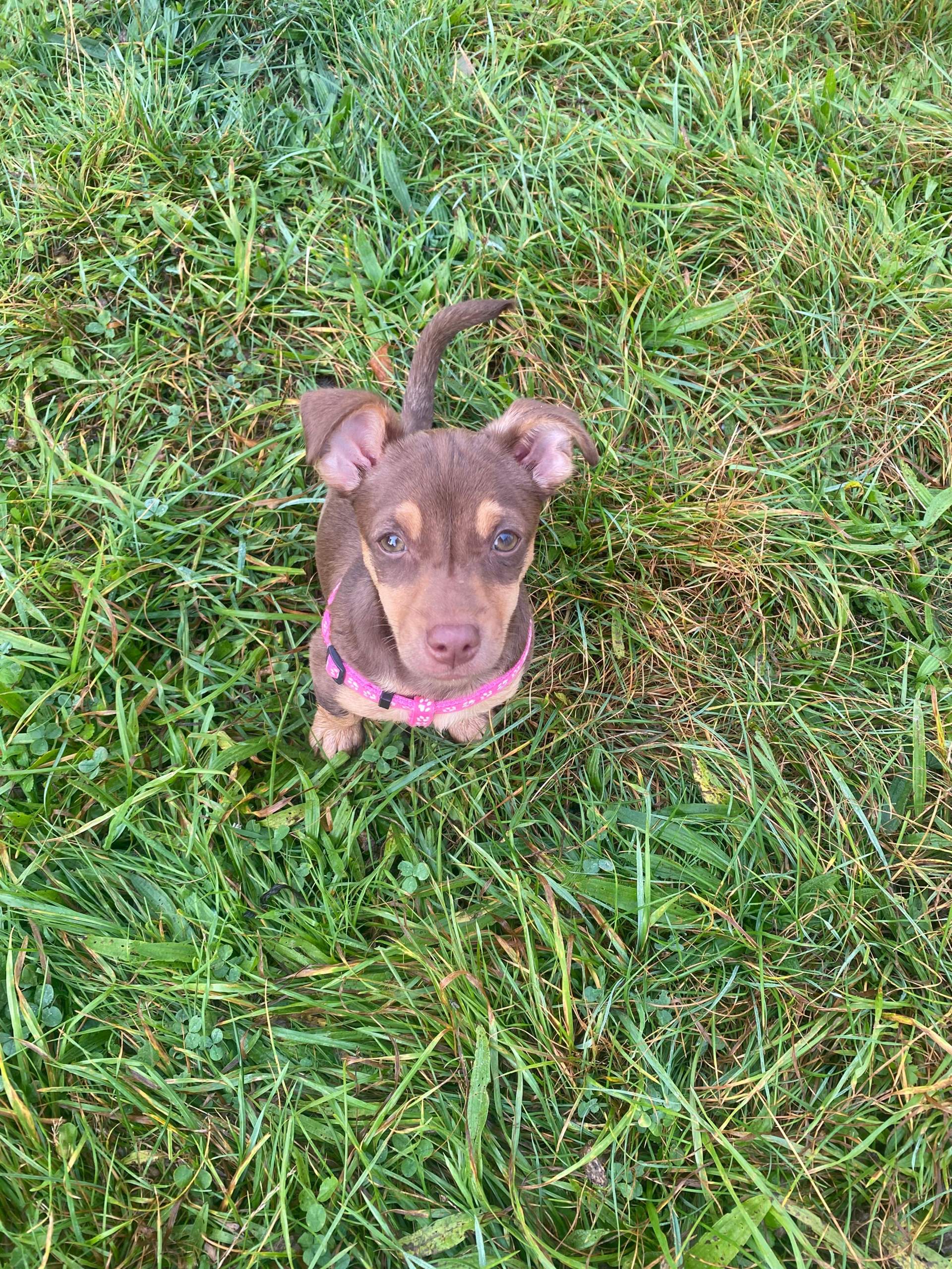 Welche Hunderasse würdet ihr vermuten? (Welpen, Dobermann, Welpenkauf)