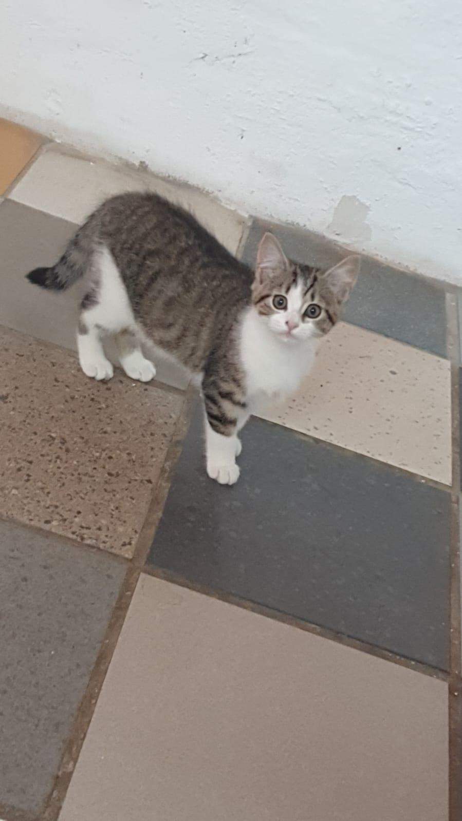 Welche Katzenrasse ist das? (Katze, Katzenjunges, Hauskatze)