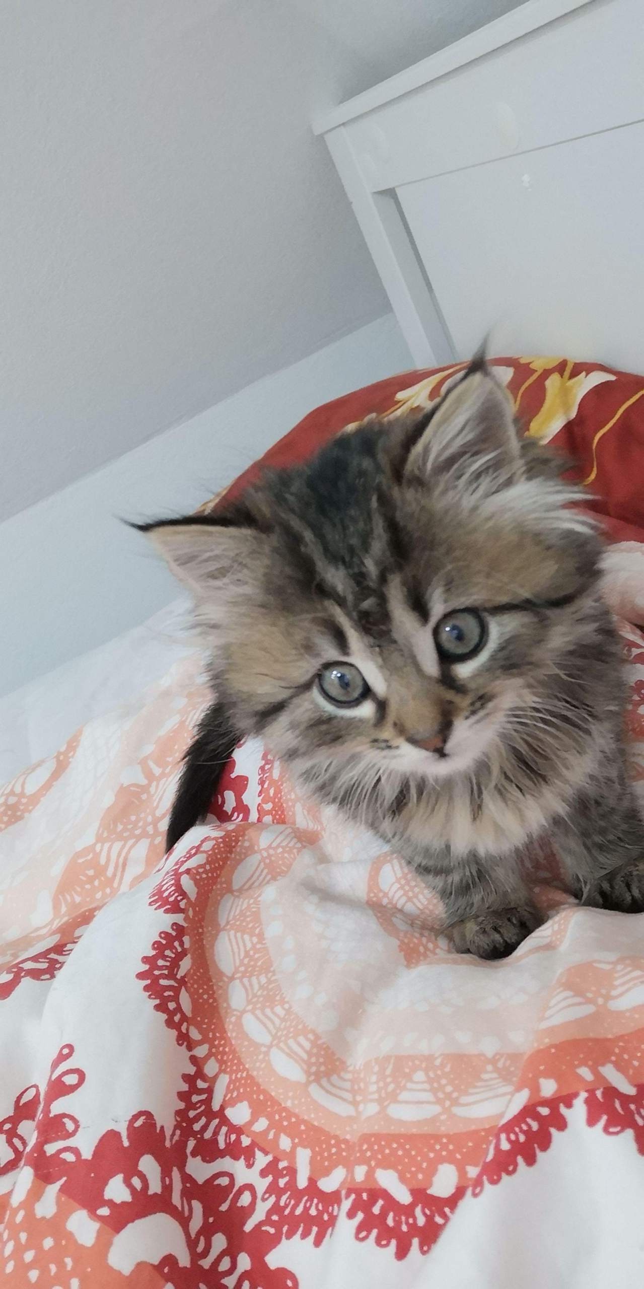 Welche Katzenrasse ist die Katze? (Rasse, Katzenrasse welche) Welche Katzenrasse ist die Katze? (Rasse, Katzenrasse welche)