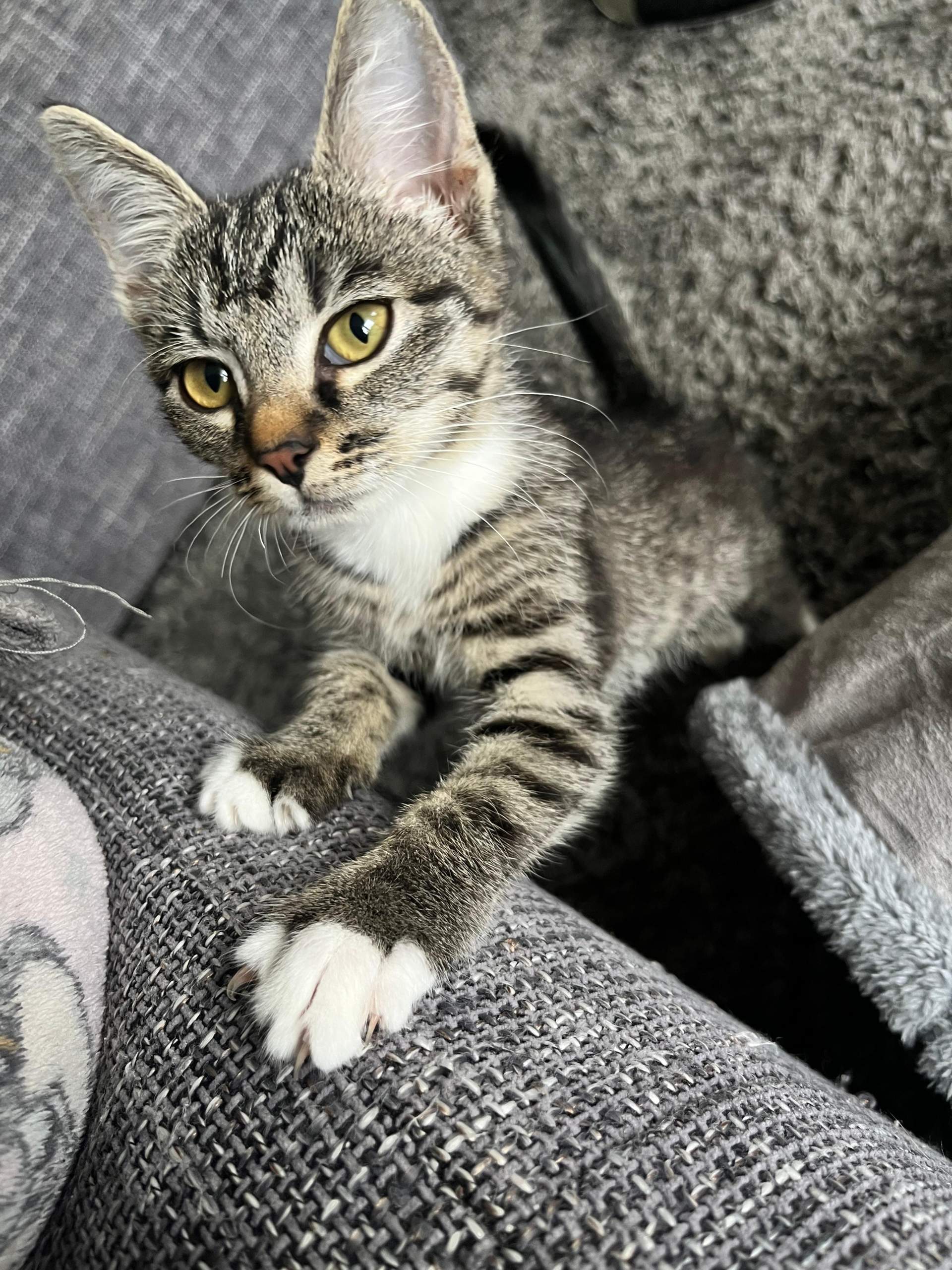 Welche Katzenrasse ist die Maus? (Katzenjunges, Rassekatzen)