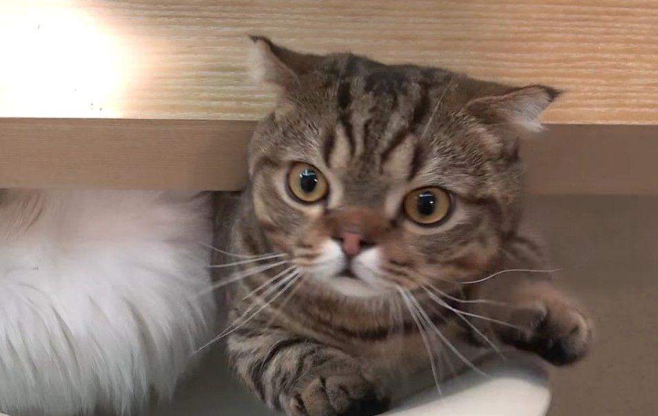 Welche Katzenrasse ist Lulu? (Tiere, Katze, Rasse) Welche Katzenrasse ist Lulu? (Tiere, Katze, Rasse)