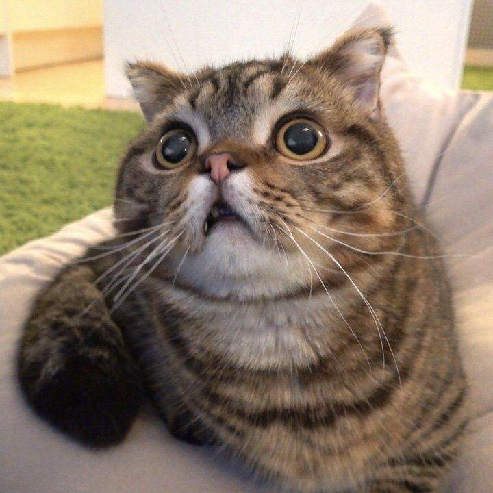 Welche Katzenrasse ist Lulu? (Tiere, Katze, Rasse) Welche Katzenrasse ist Lulu? (Tiere, Katze, Rasse)
