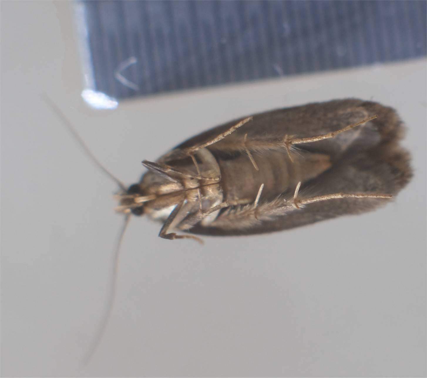 Welche Motte ist das? (Biologie, Insekten, Motten)