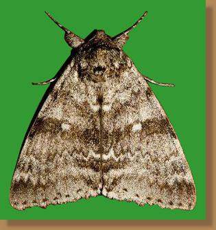 Welche Motte ist das und ist die groß? (Tiere, Insekten, Schmetterling)