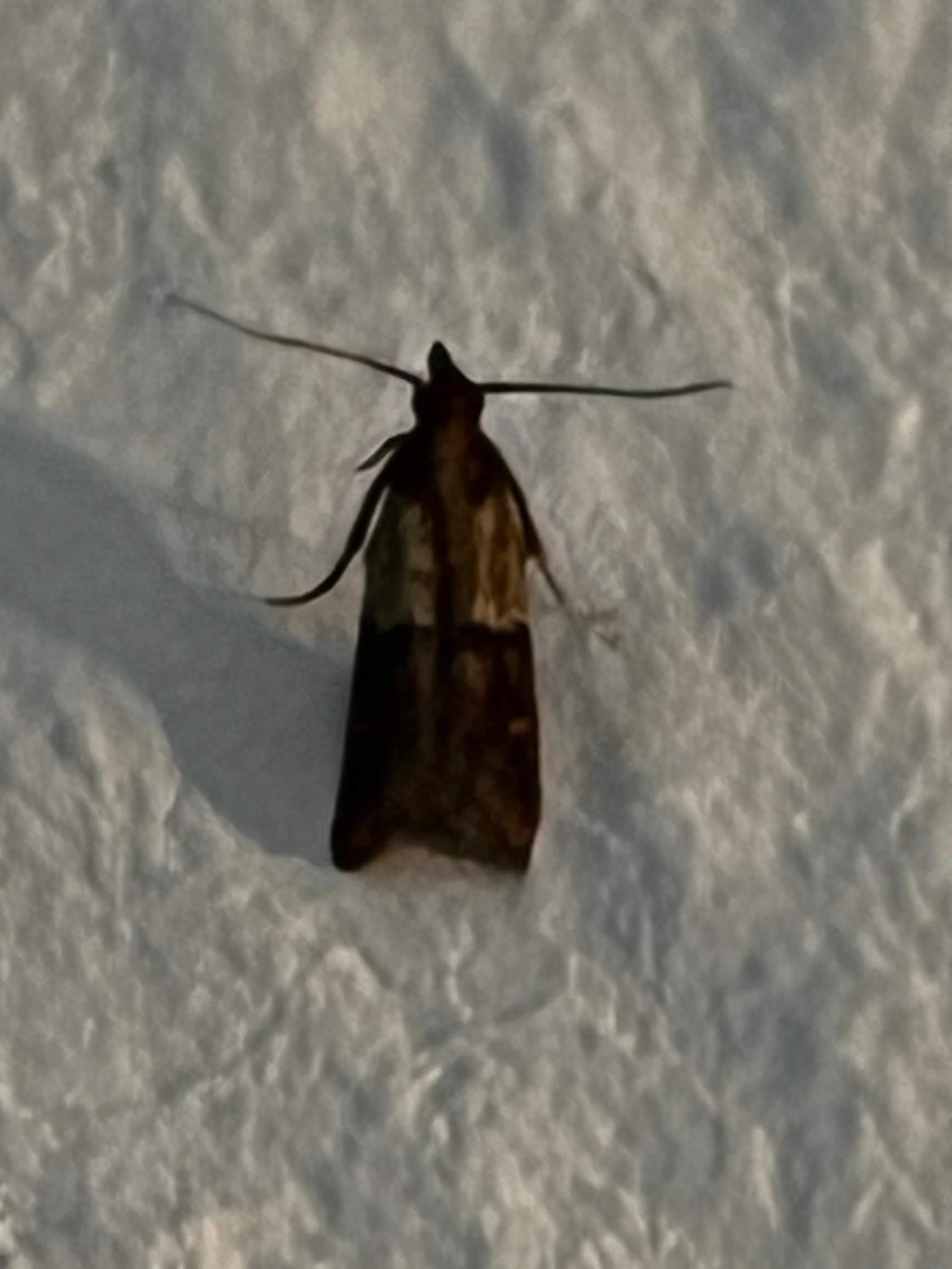 Welche Mottenart könnte das sein, siehe Bild? (Insekten, Schädlinge ...