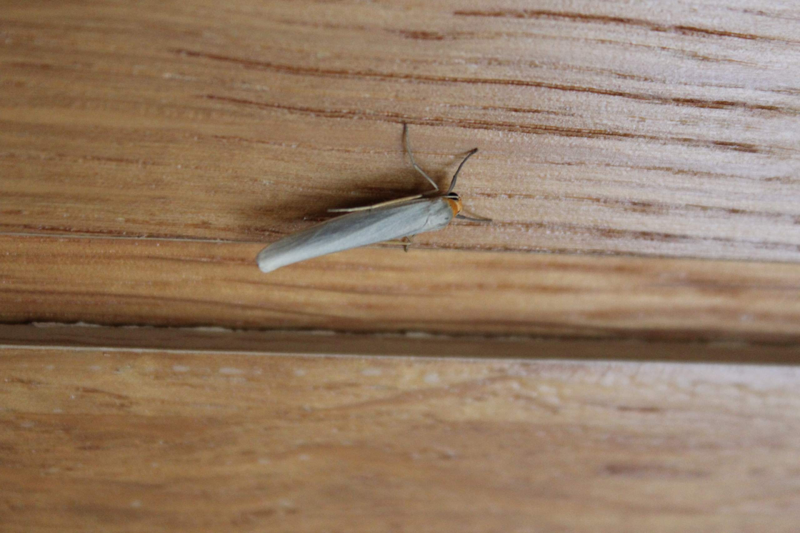 Kleine Falter In Der Wohnung