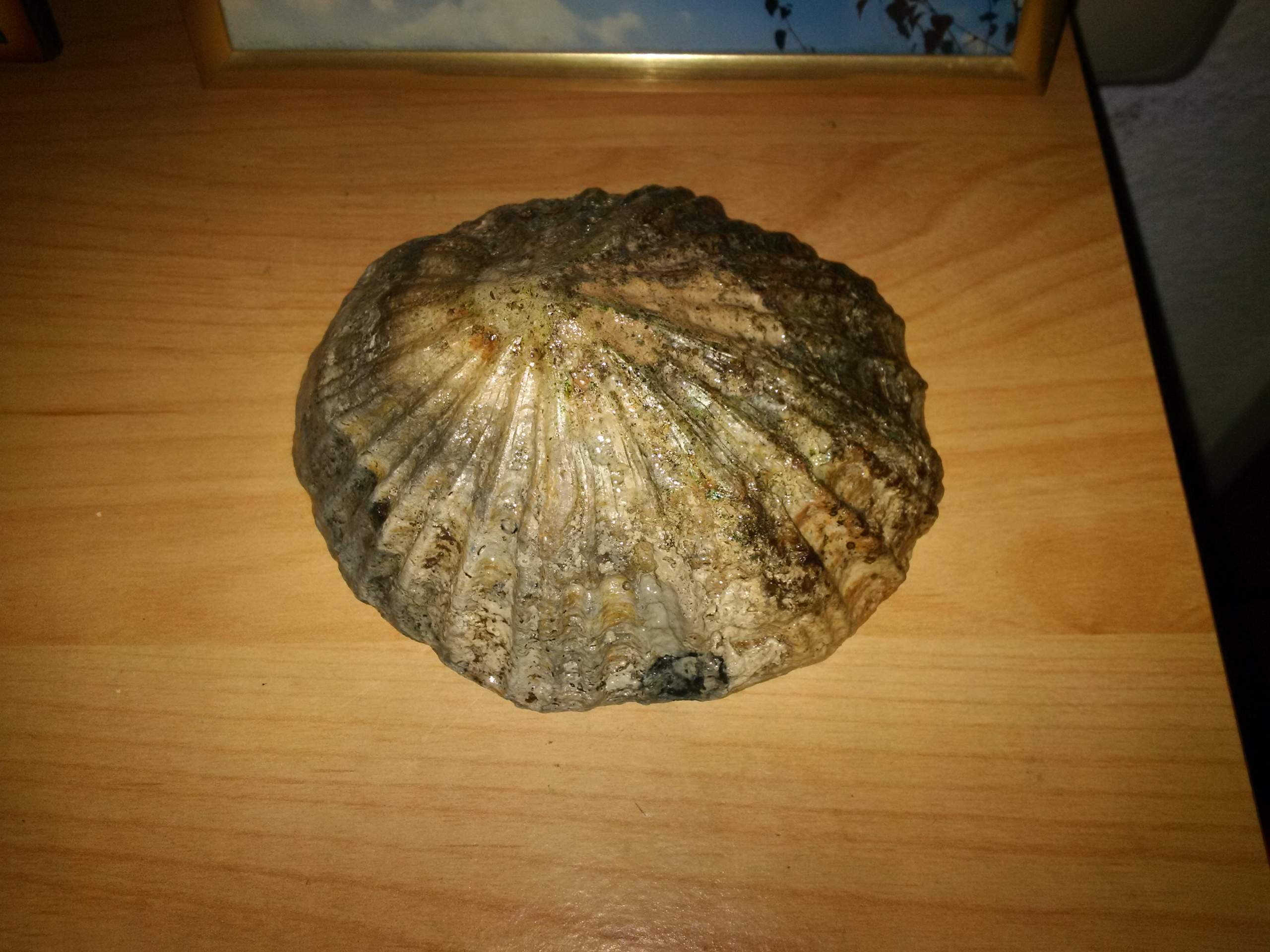 Welche Muschel ist diese? (Name, Muscheln)