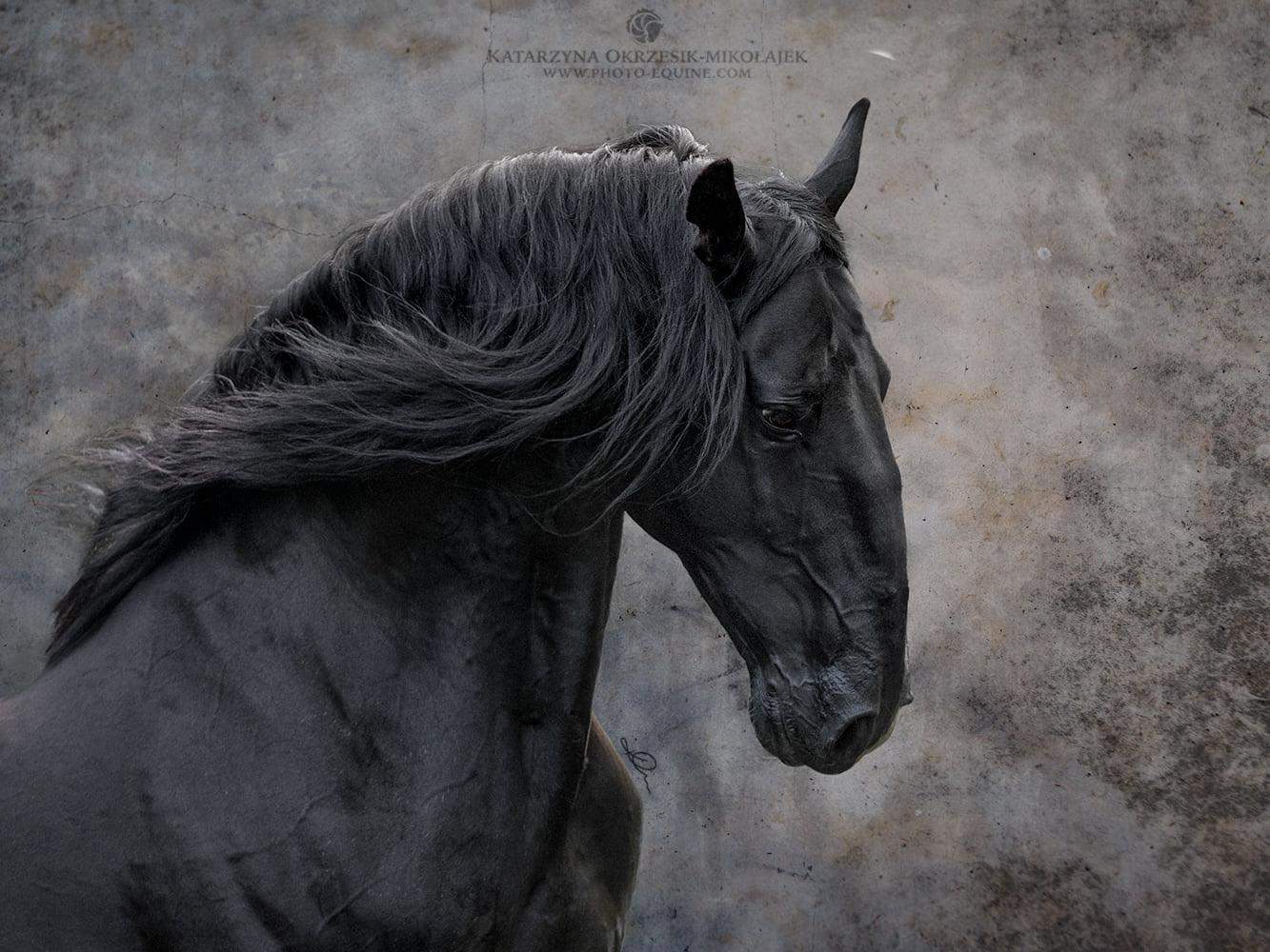 Welche Pferderasse ist am schönsten? (Pony, Rasse, Pferderassen)