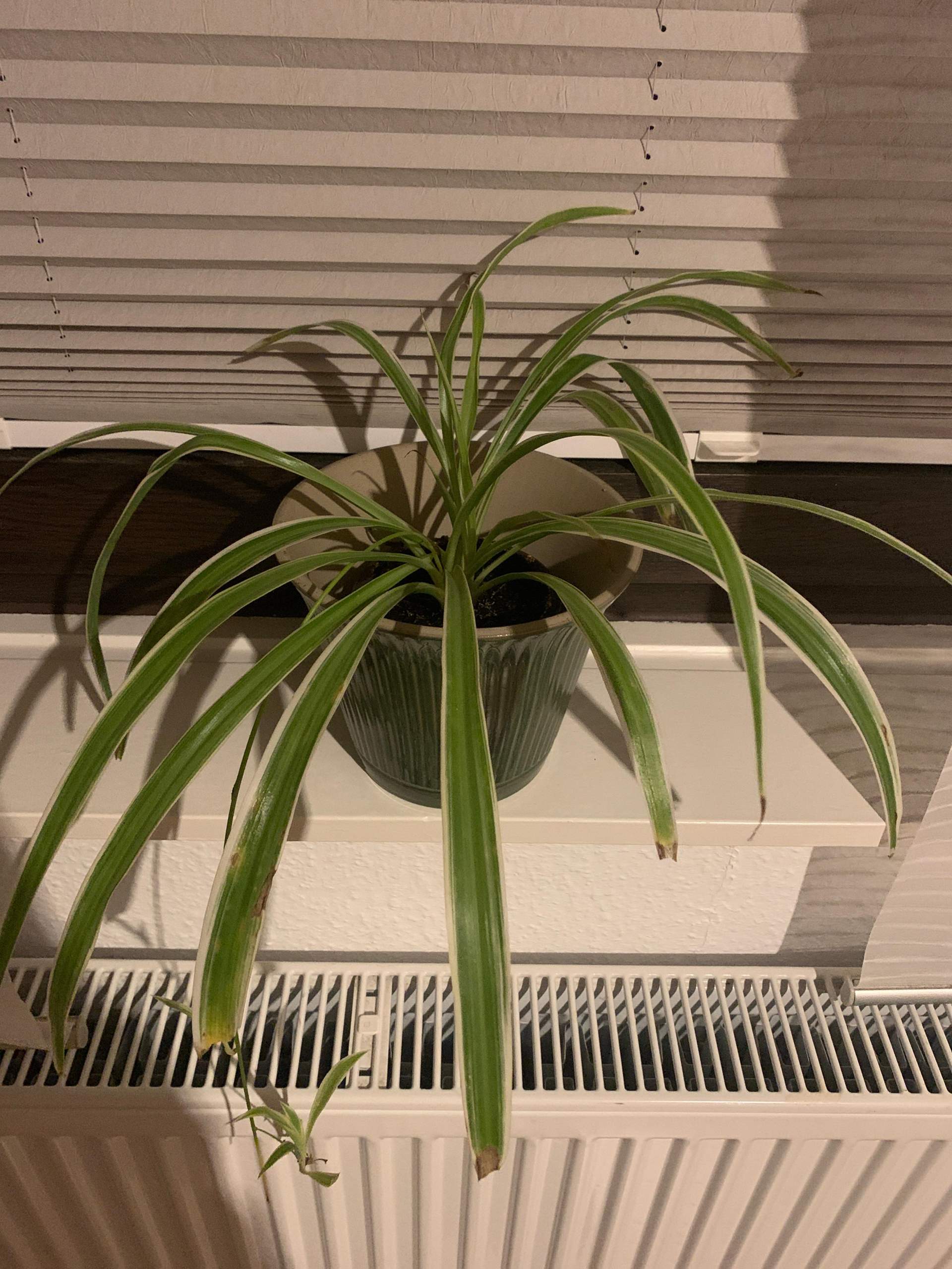 Welche planze ist das und wie muss ich sie pflegen? (Pflege, Pflanzen ...