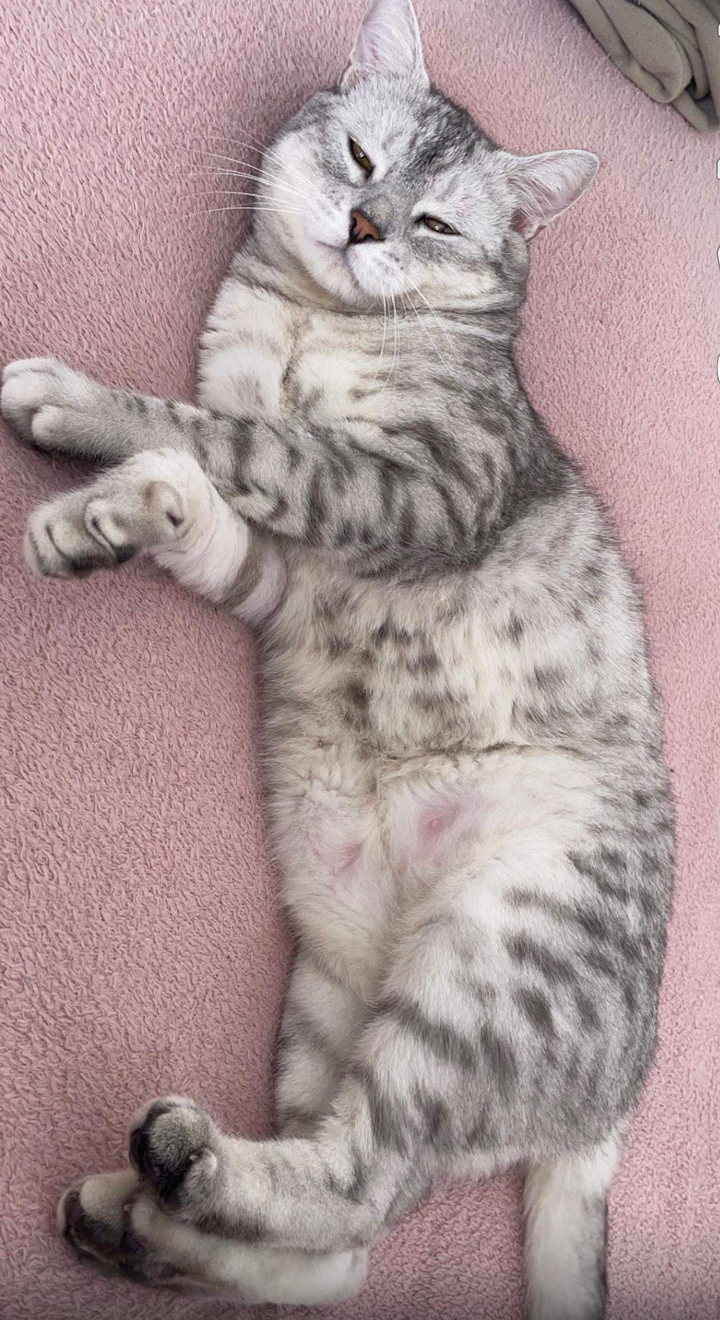 Welche Rasse denkt ihr hat er? (Katzenrasse, Rassekatzen)