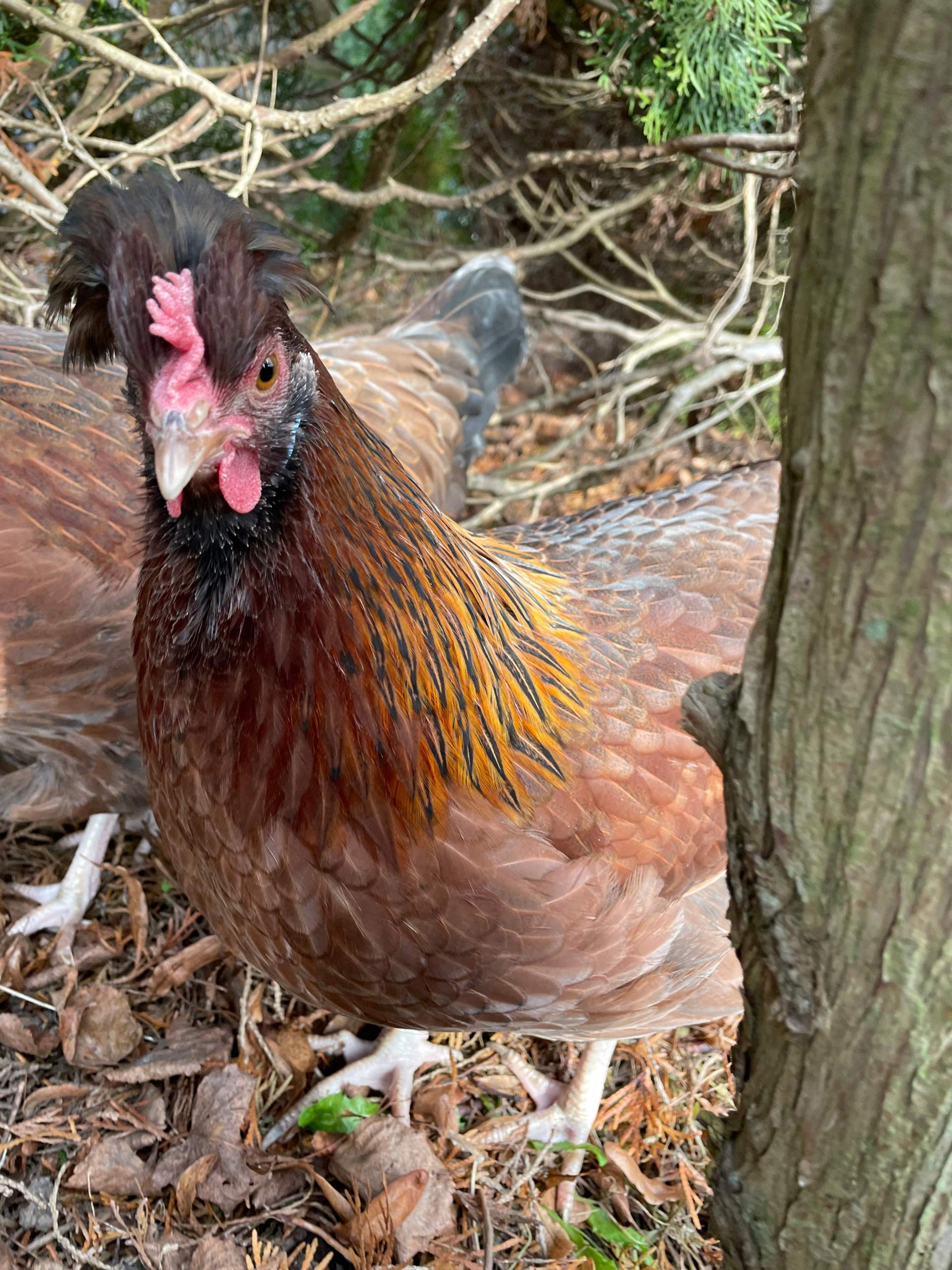 Welche Rasse hat dieses Huhn? (Eier, Henne, Hühnerhaltung)