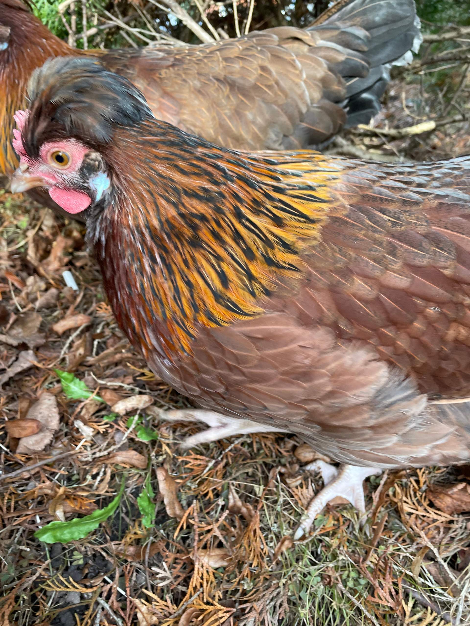 Welche Rasse hat dieses Huhn? (Eier, Henne, Hühnerhaltung)