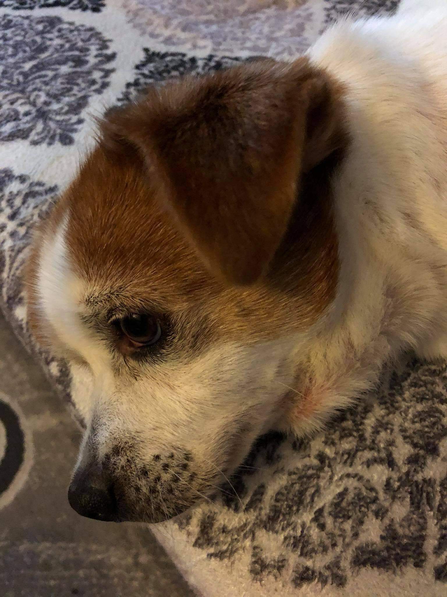 Welche Rasse Hund? (Hunderasse, Mischling, mischlingshund)