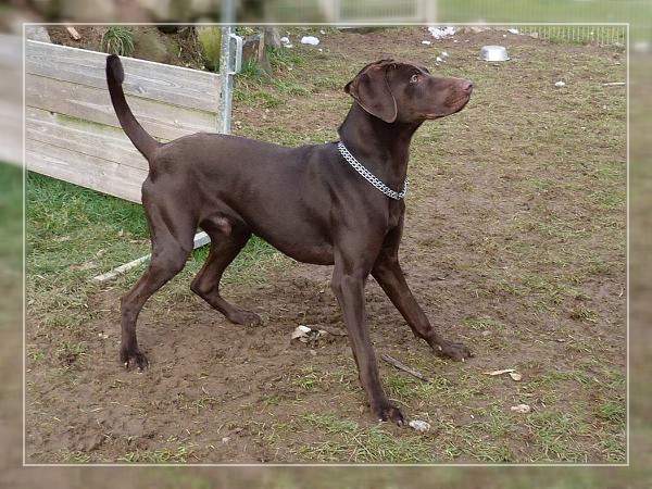 Welche rasse ist das? :) (Tiere, Hund, Tierhaltung) Welche rasse ist das? :) (Tiere, Hund, Tierhaltung)