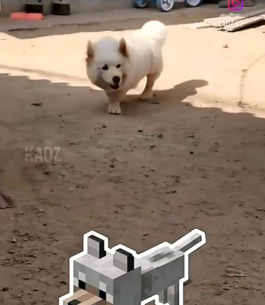 Welche Rasse ist das (Hund)? (Welpen, Hunderasse) Welche Rasse ist das (Hund)? (Welpen, Hunderasse)