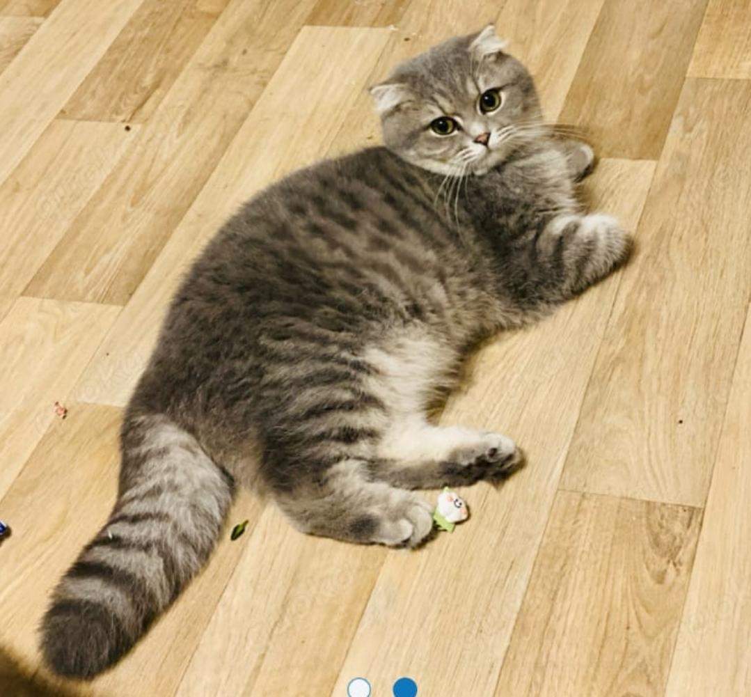 WELCHE RASSE IST DIESE SÜSSE KATZE . WAS MEINT IHR? (Tierhaltung ...