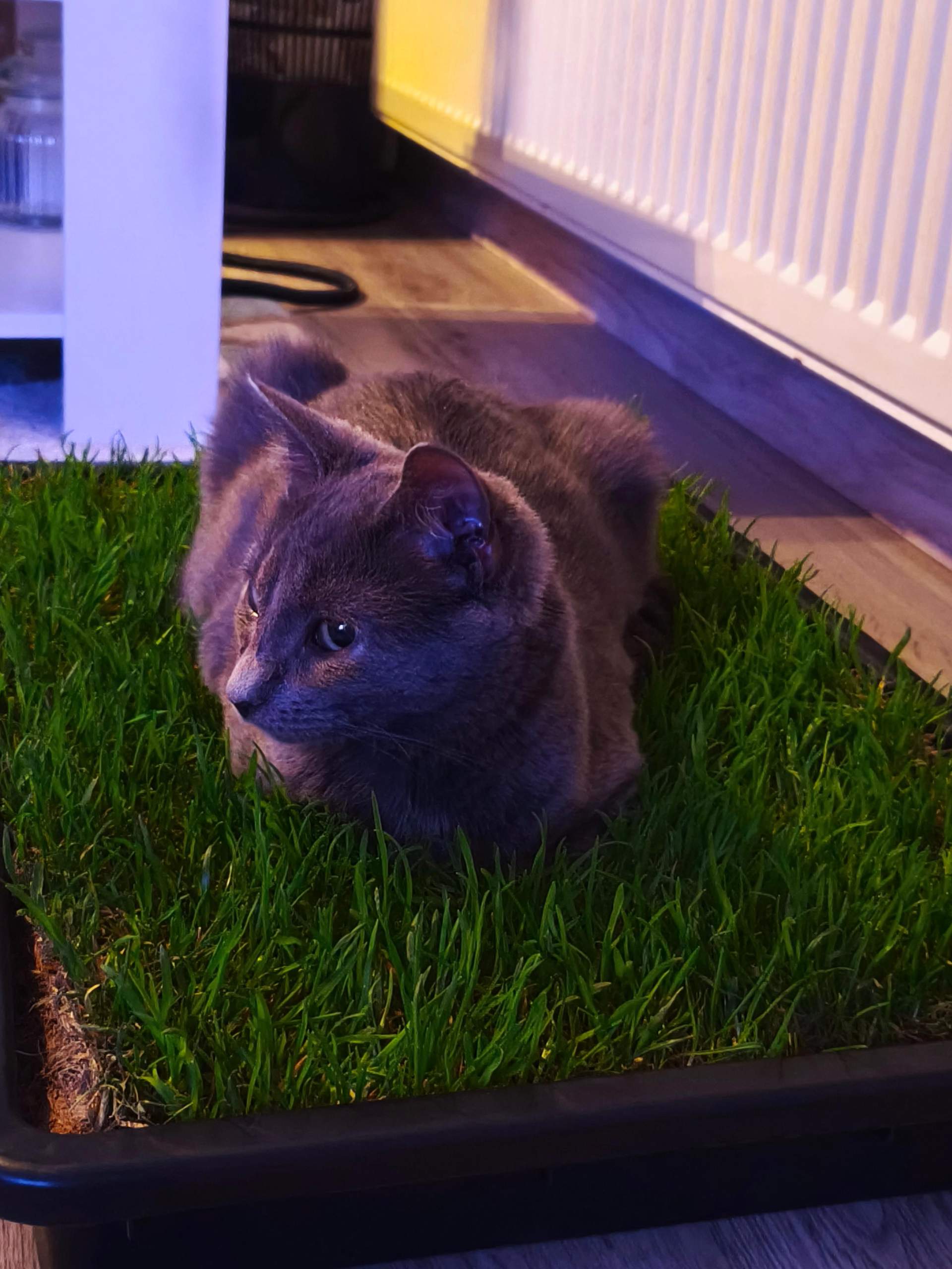 Welche Rasse ist meine Katze? (Hauskatze, Katzenrasse, Rassekatzen)