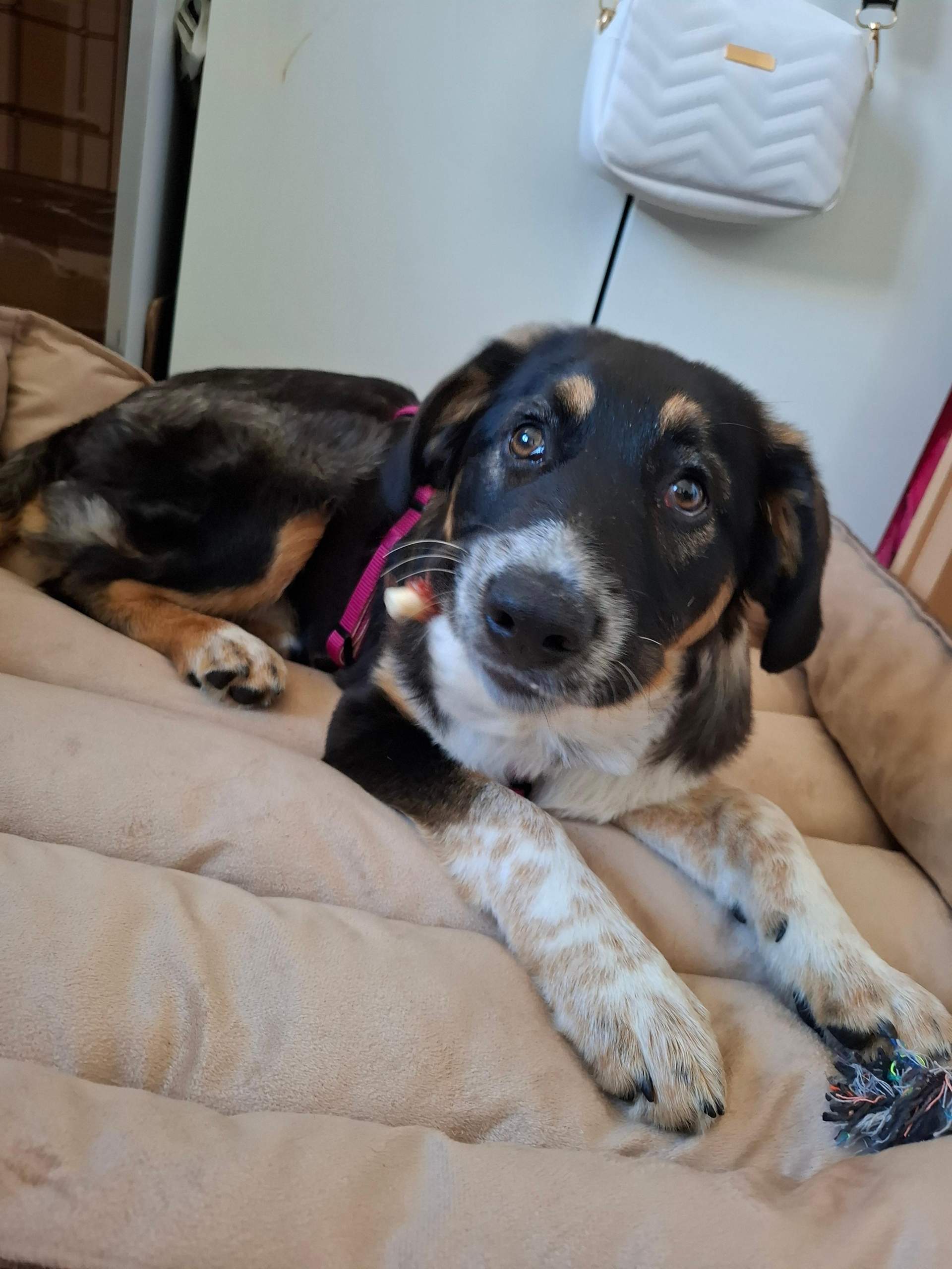 Welche Rasse könnte in ihr stecken? (Hund, Mischling)