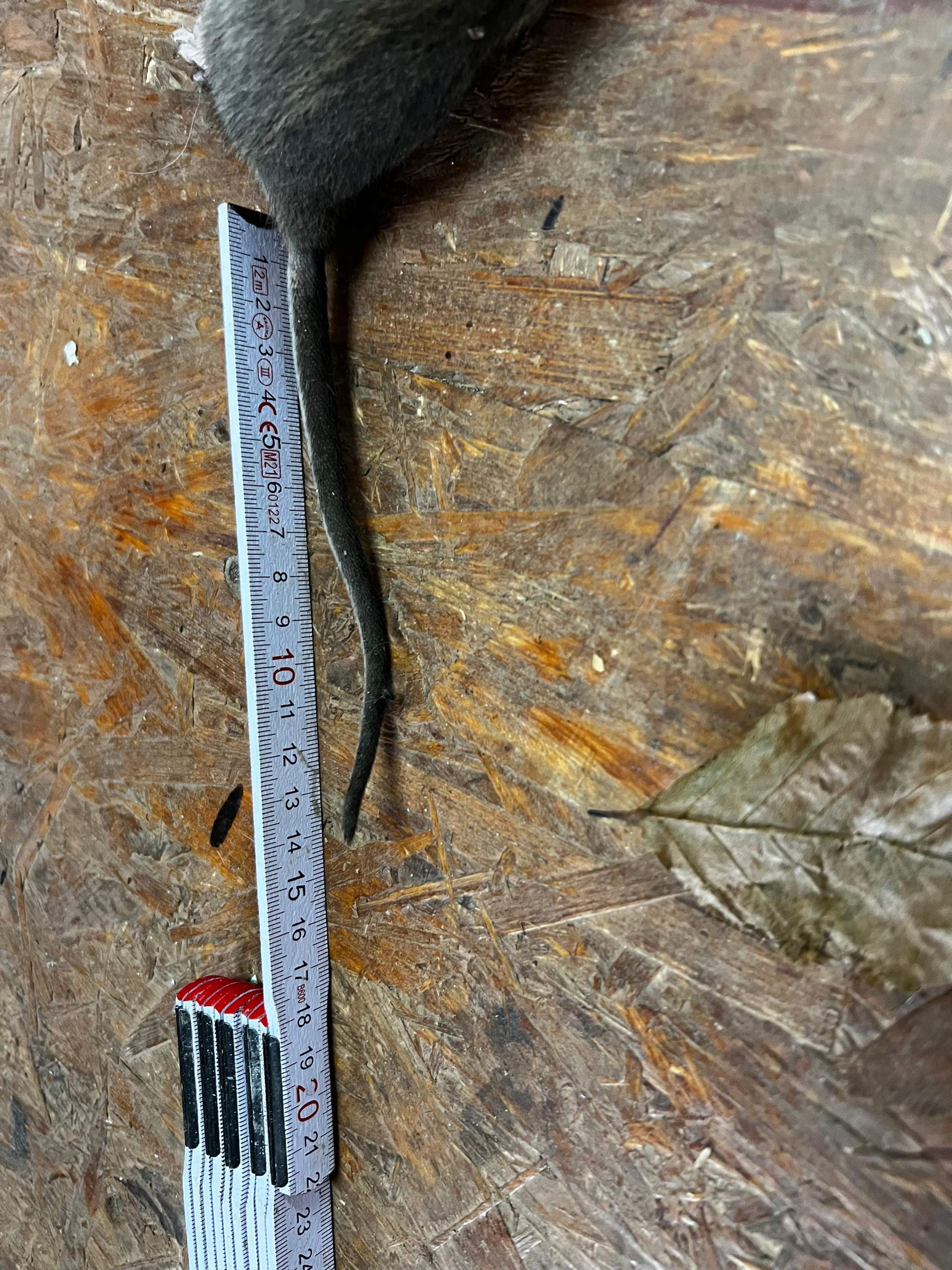 Welche Ratte ist das und wie Stelle ich fest ob da noch mehr sind ...