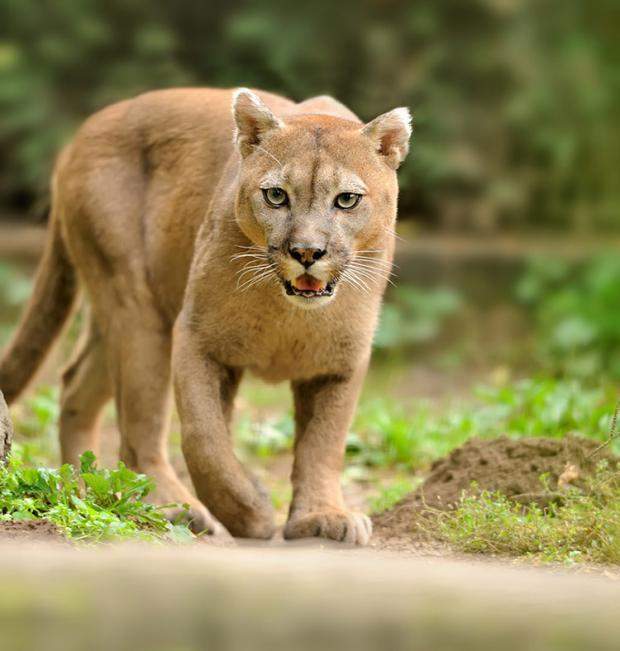 Welche Raubkatze gefällt euch am besten? (Tiere, Umfrage, Katze)