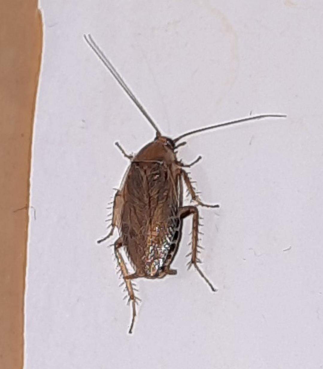 Welche Schabe ist das? (Schädlinge, Schaben)