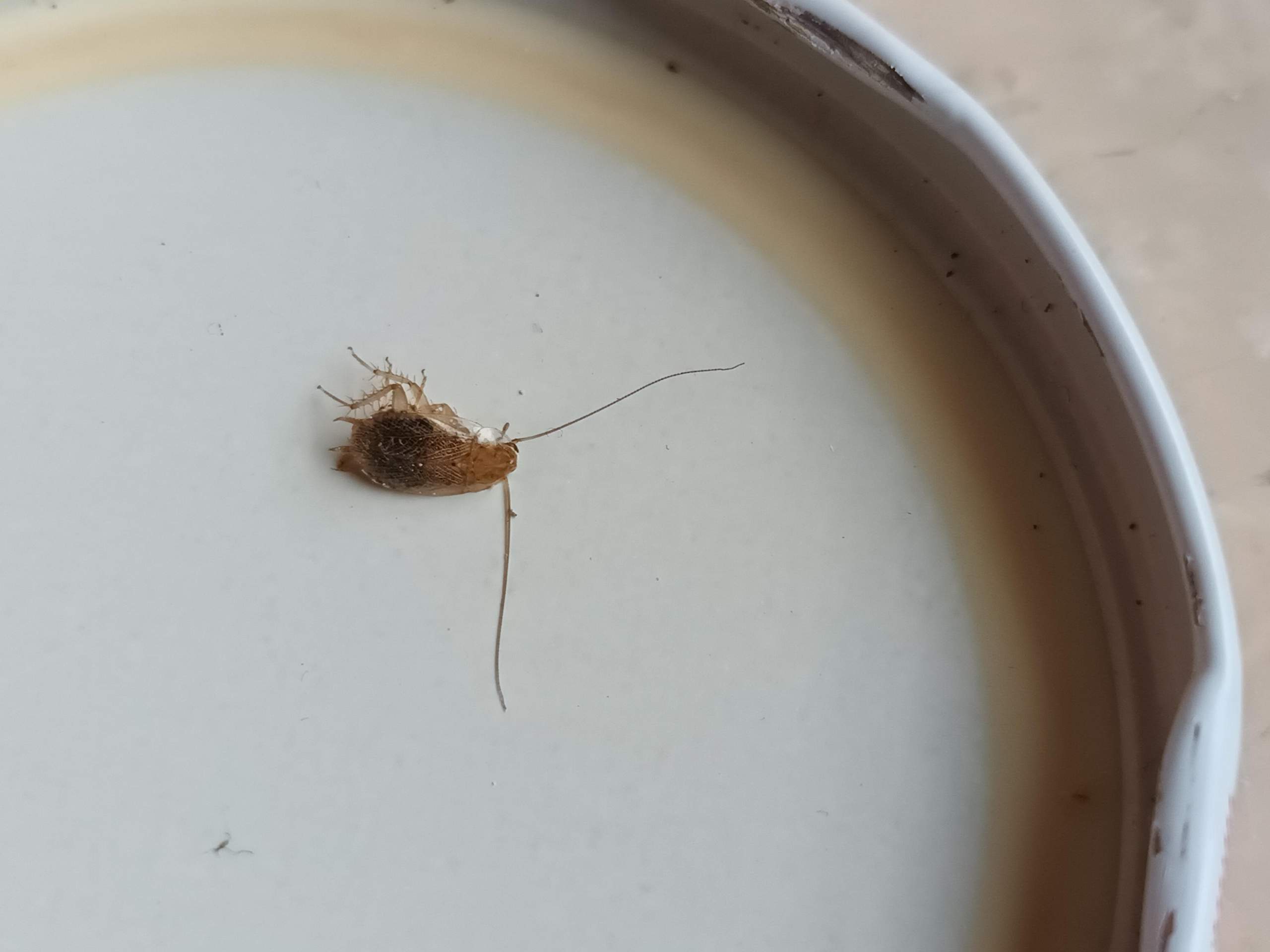 Welche Schabenart ist das? (Kakerlaken, Schaben, Waldschabe)