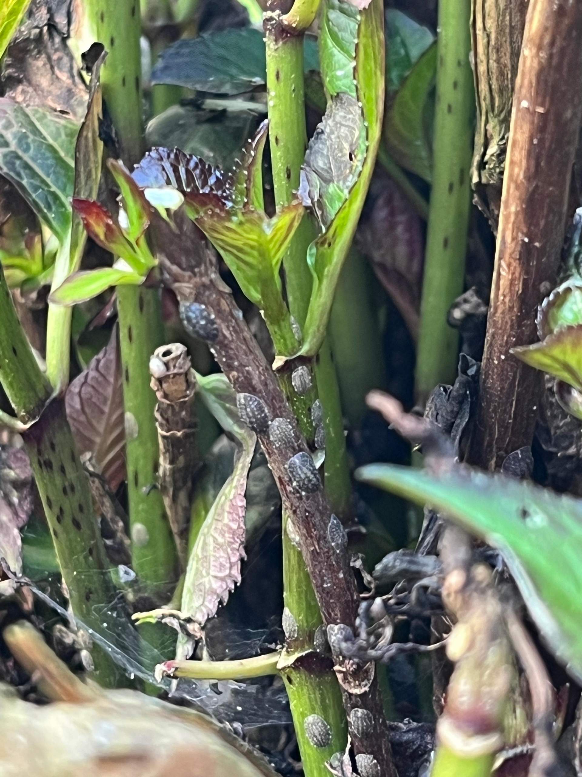 Hortensien Schadlinge Dickmaulrussler