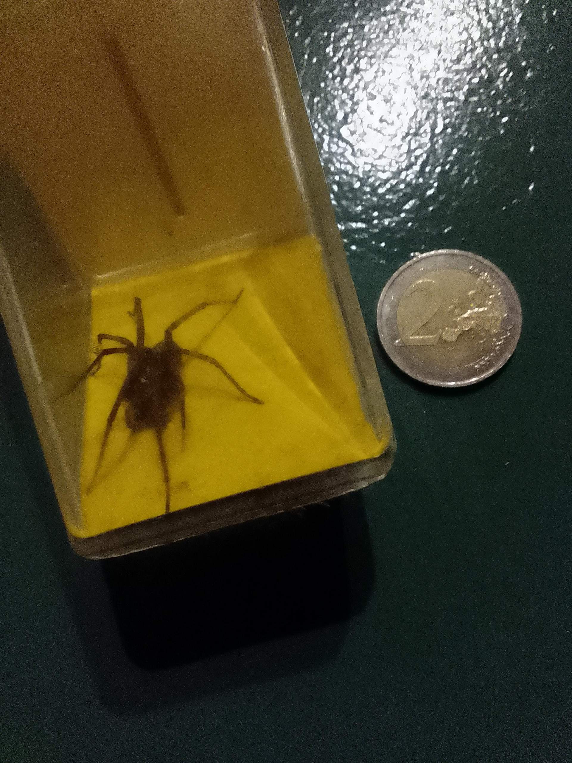 Welche spinne ist das? (Spinnen, Spinnenart, Spinnentiere)