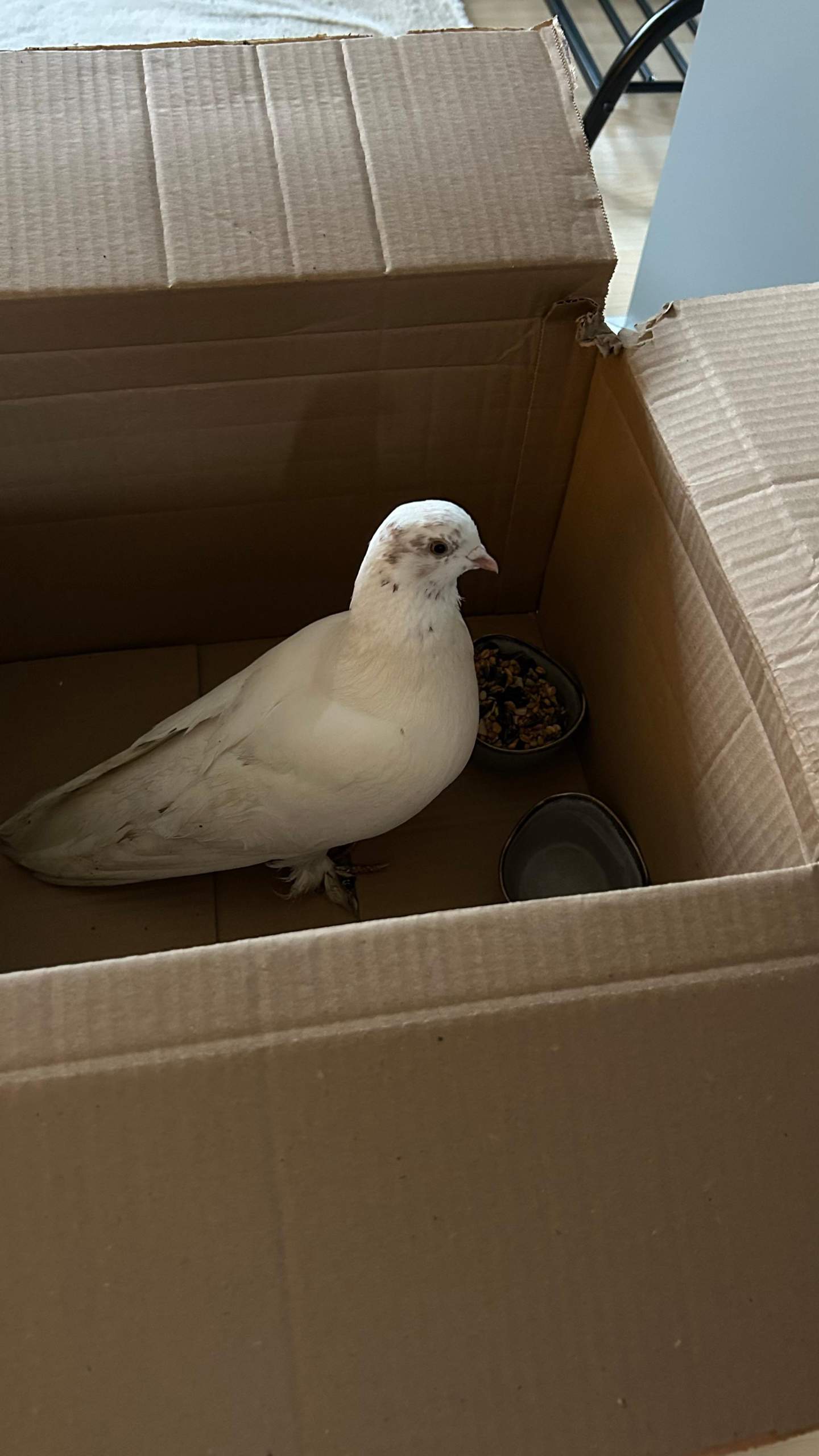 Welche Taubenrasse ist das? (Tauben)