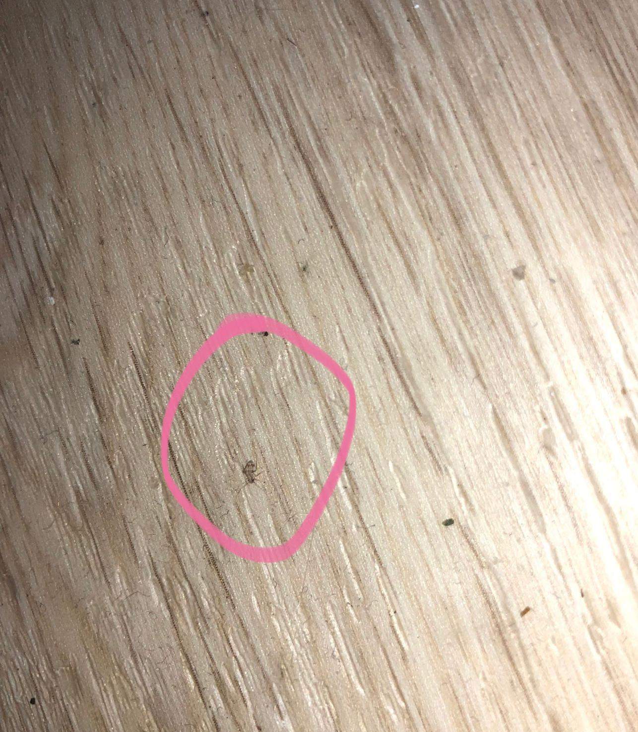 Welche Tierchen können das sein(unterm bett)? (Insekten, Ungeziefer, Flöhe)