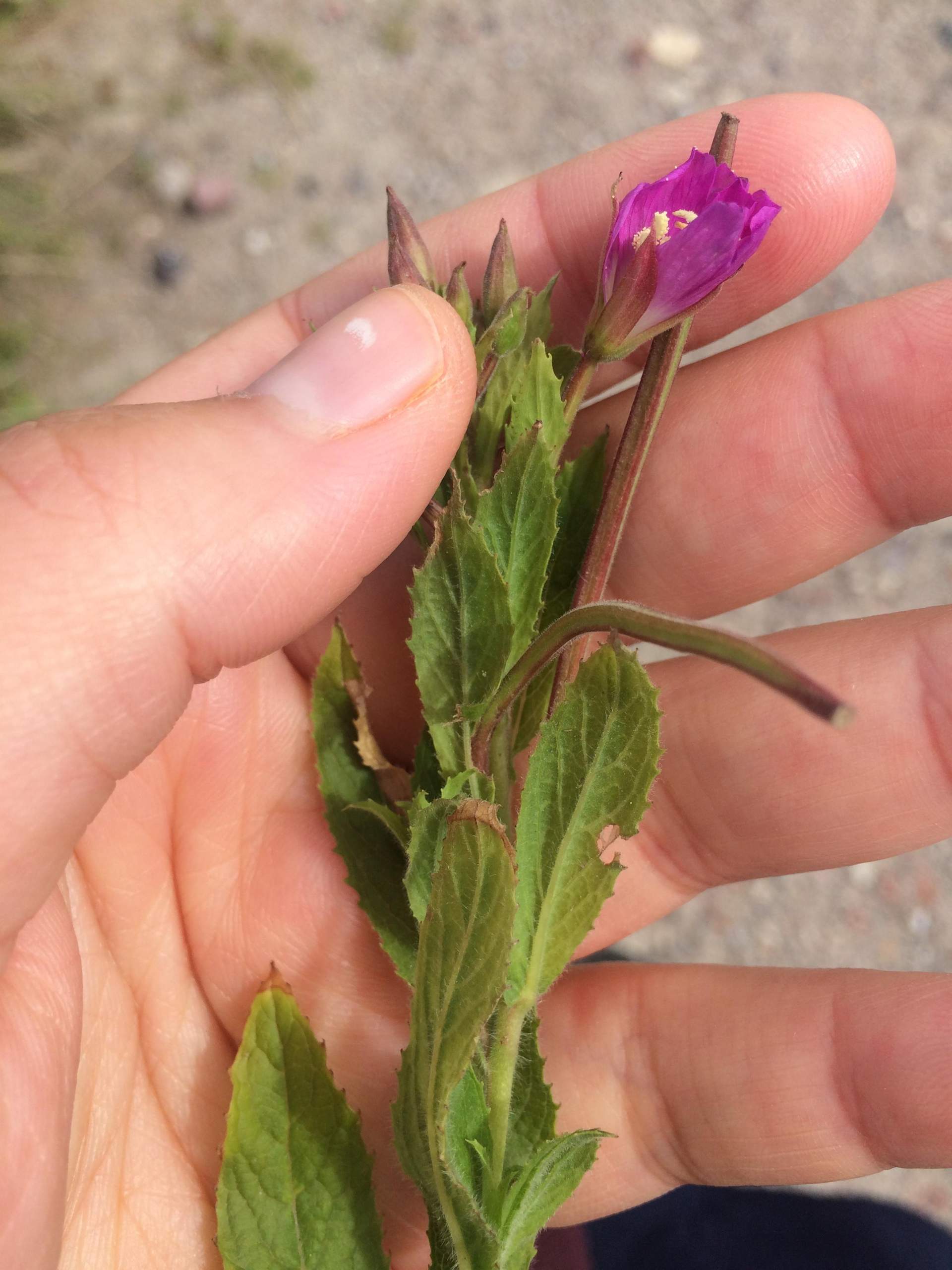 Welche zwei Blumen/Pflanzen sind das auf dem Foto? (Botanik)