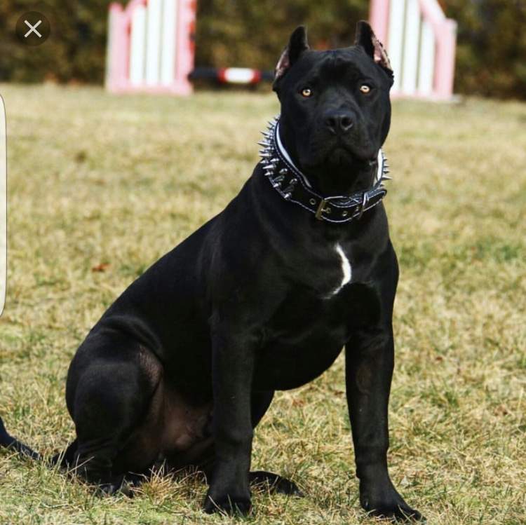 Welche Hunderasse ist das? (Tiere, Hund) Welche Hunderasse ist das? (Tiere, Hund)