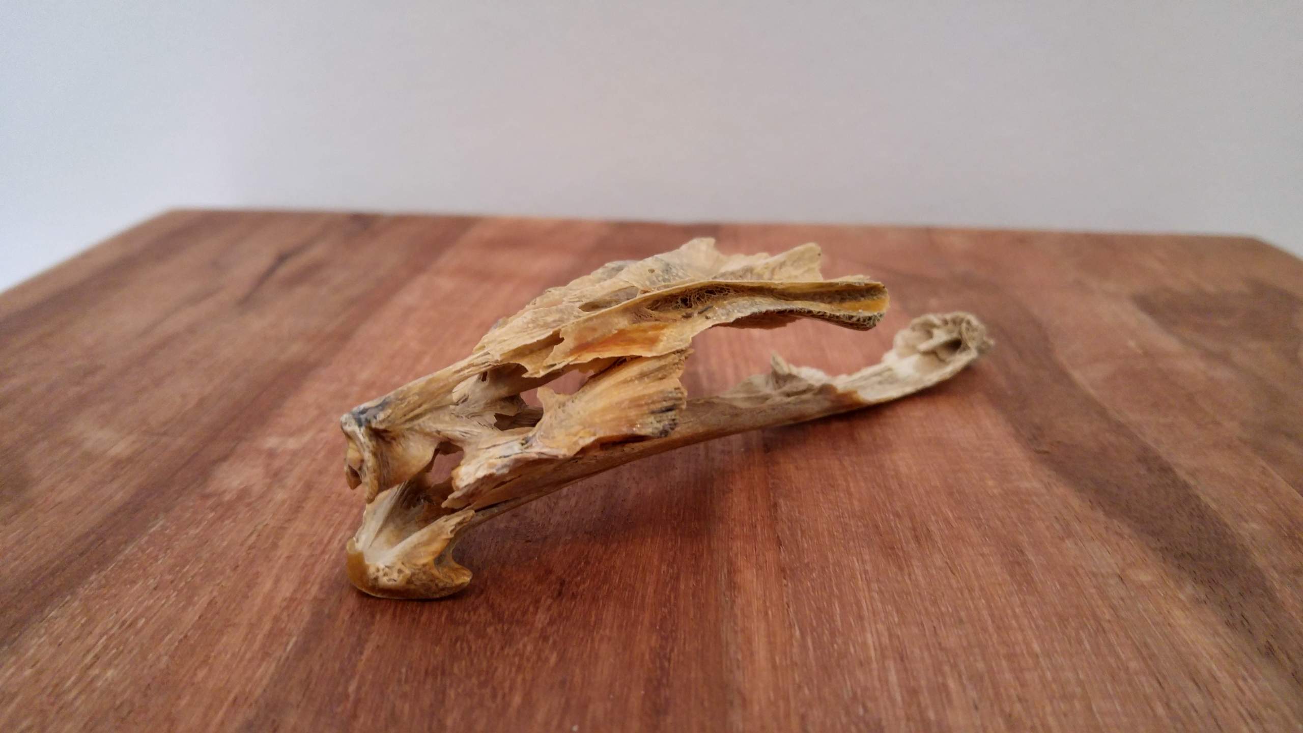 Welchem Tier gehört dieses Skelett? (Tiere, Biologie, Knochen)