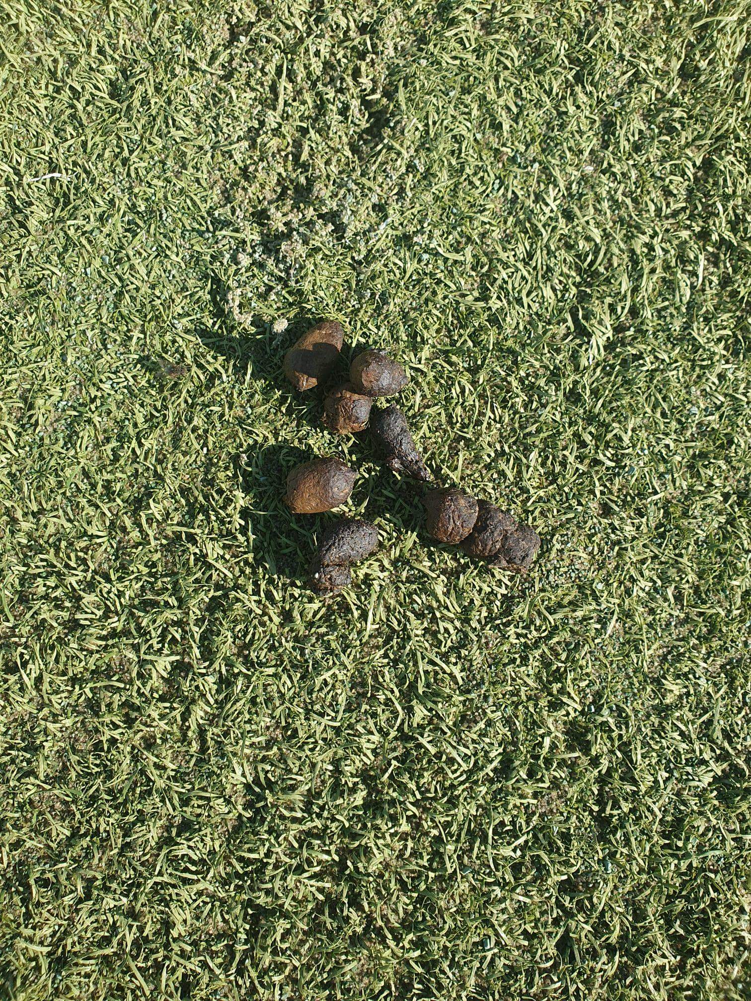 Welchem Tier ist dieser Kot zuzuordnen? 3 verschiedene Haufen? (Hund ...