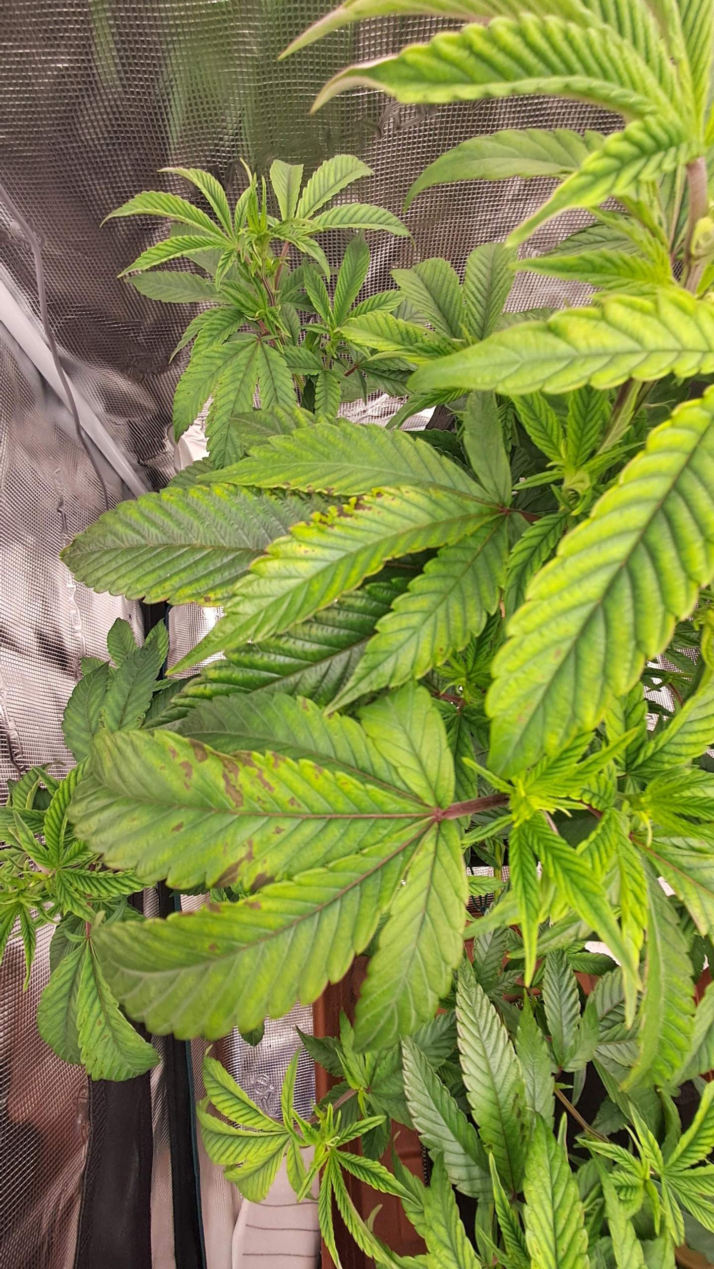 Welchen Mangel/ Überfluss haben die Cannabispflanzen? (Wasser, Cannabis ...