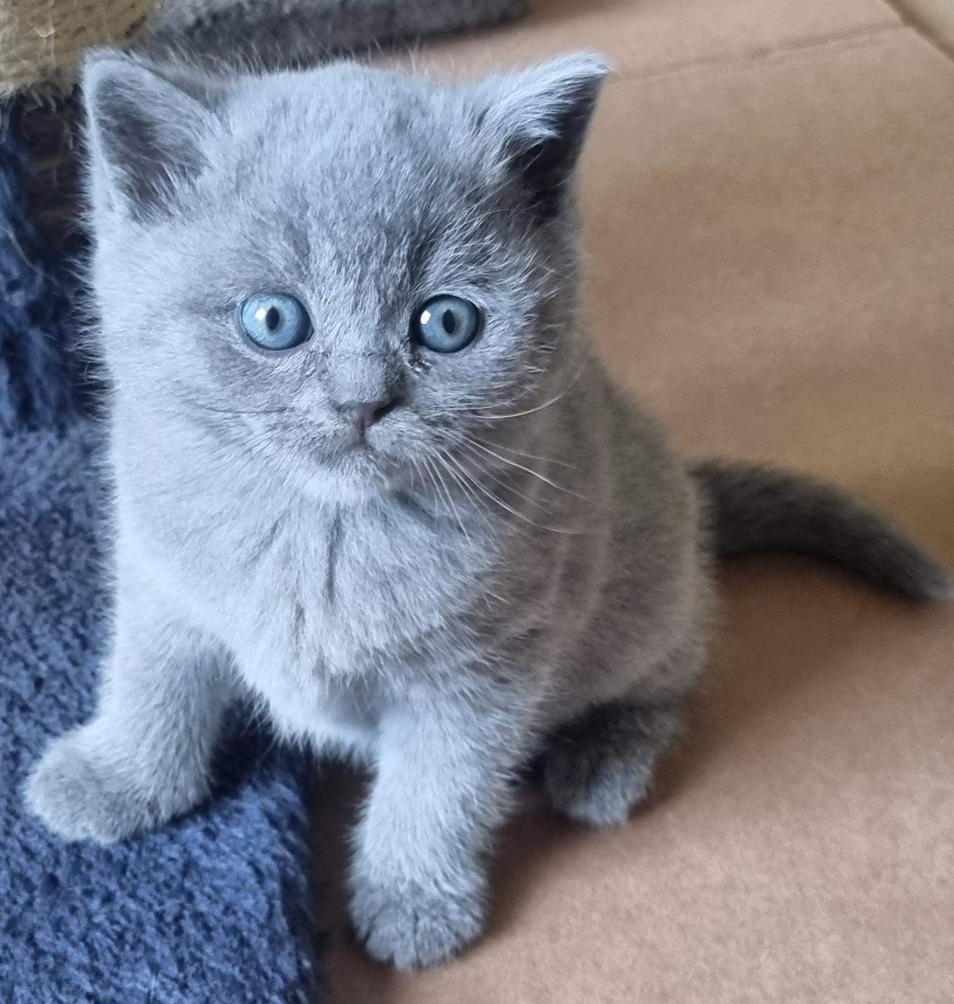 Welchen Namen für BKH Katze? (Gesellschaft, Schönheit, Kater)