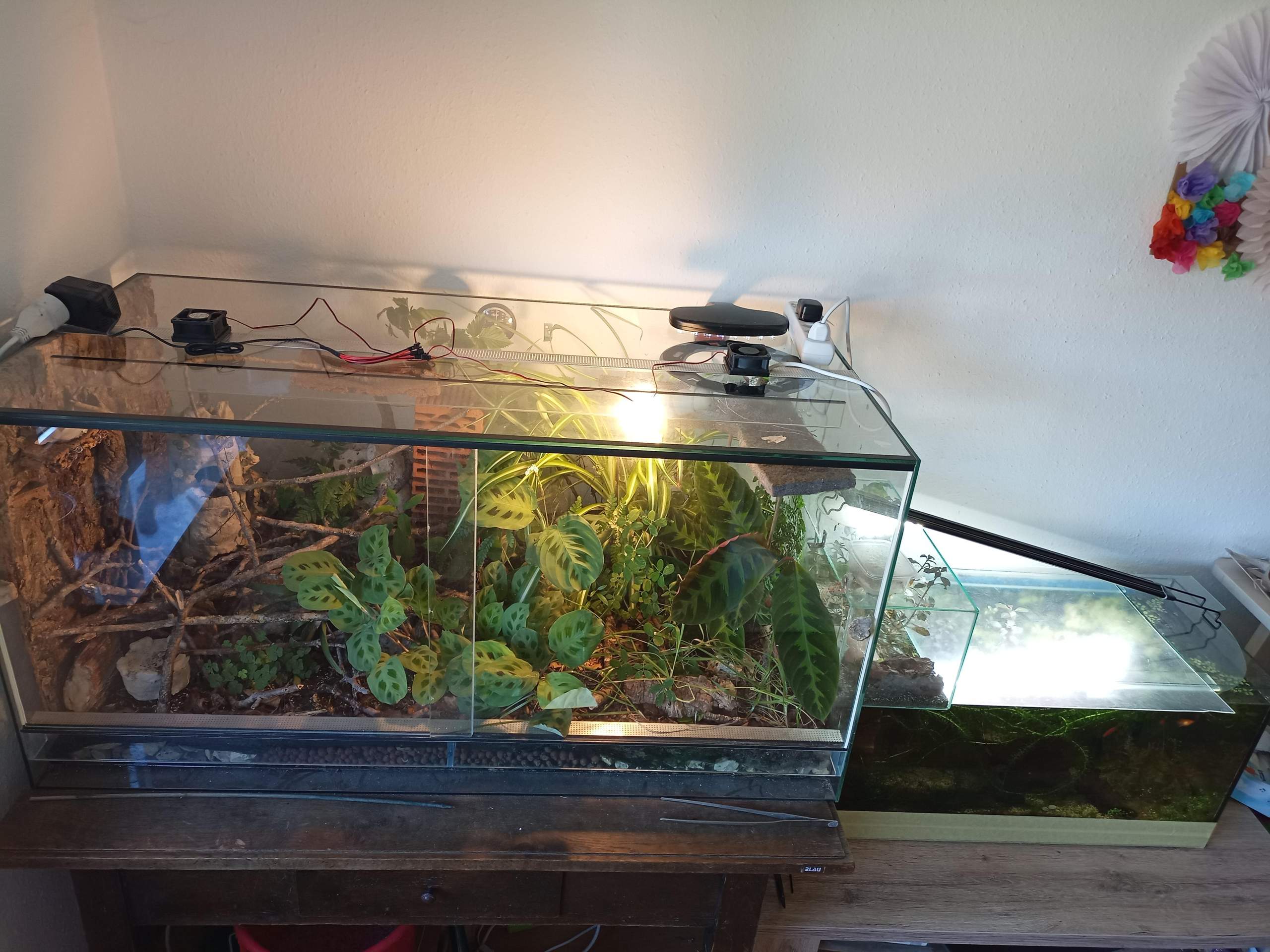 Welcher (Baby-)Fischfresser ins Aquarium/Terrarium? (Tiere, Natur, Fische)