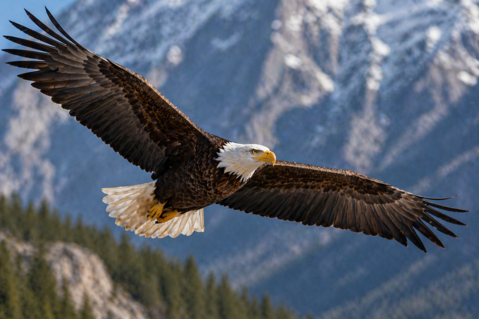 Welcher dieser Vögel sieht schöner aus? (Vogelart, Adler, falke)