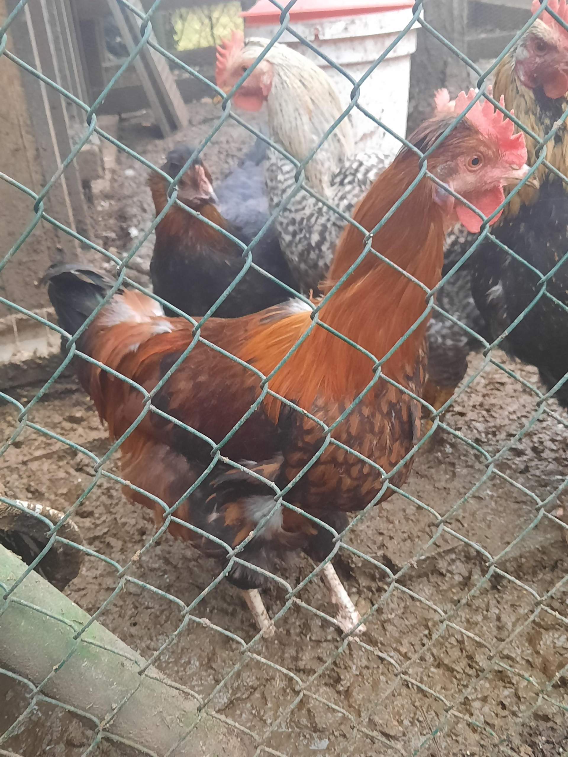 Welcher Hahn ist der schönste? (Tierhaltung, Huhn, Henne)