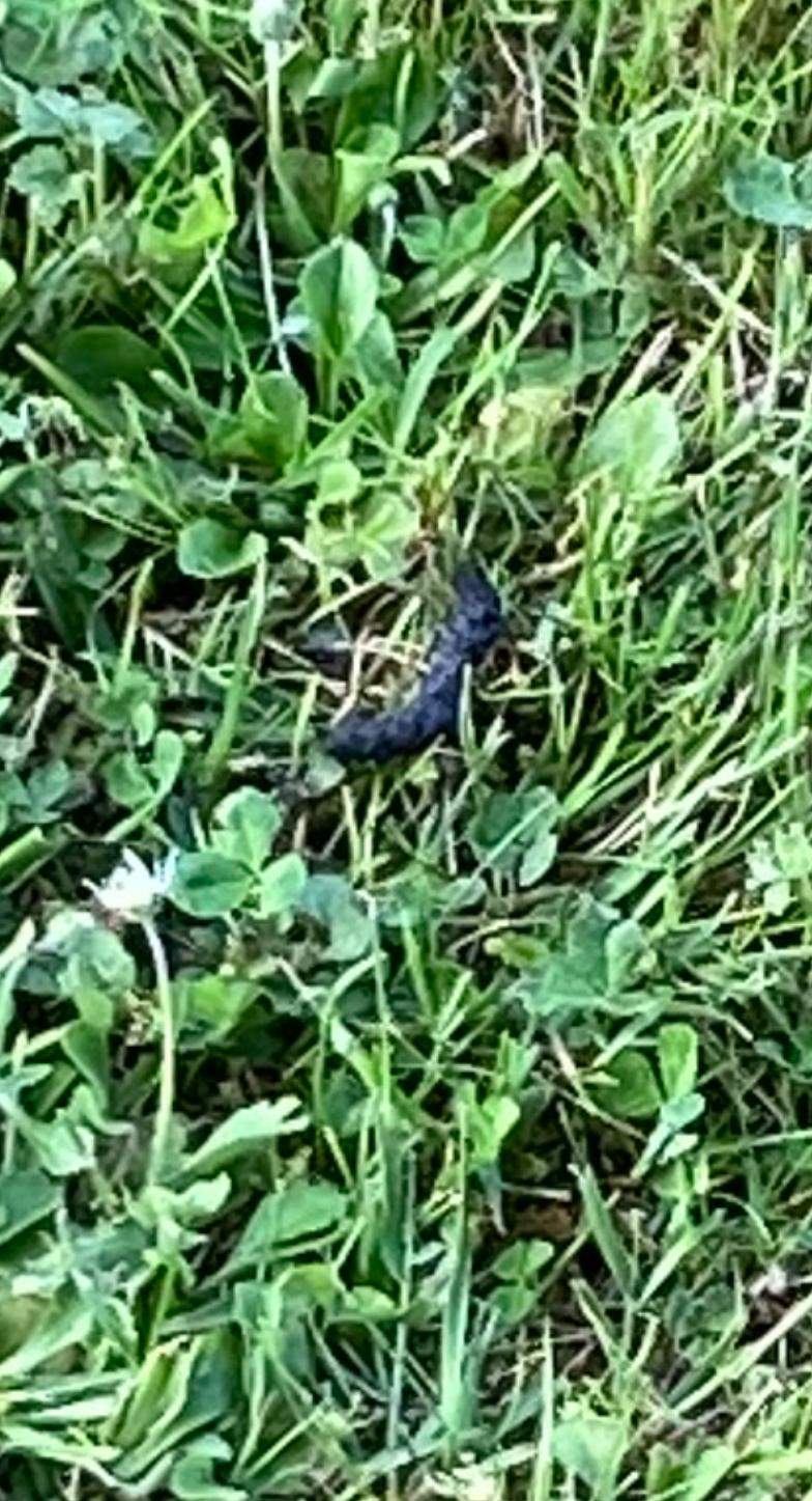 Welcher Kot ist das? (Maus, Wald, Wildtiere)