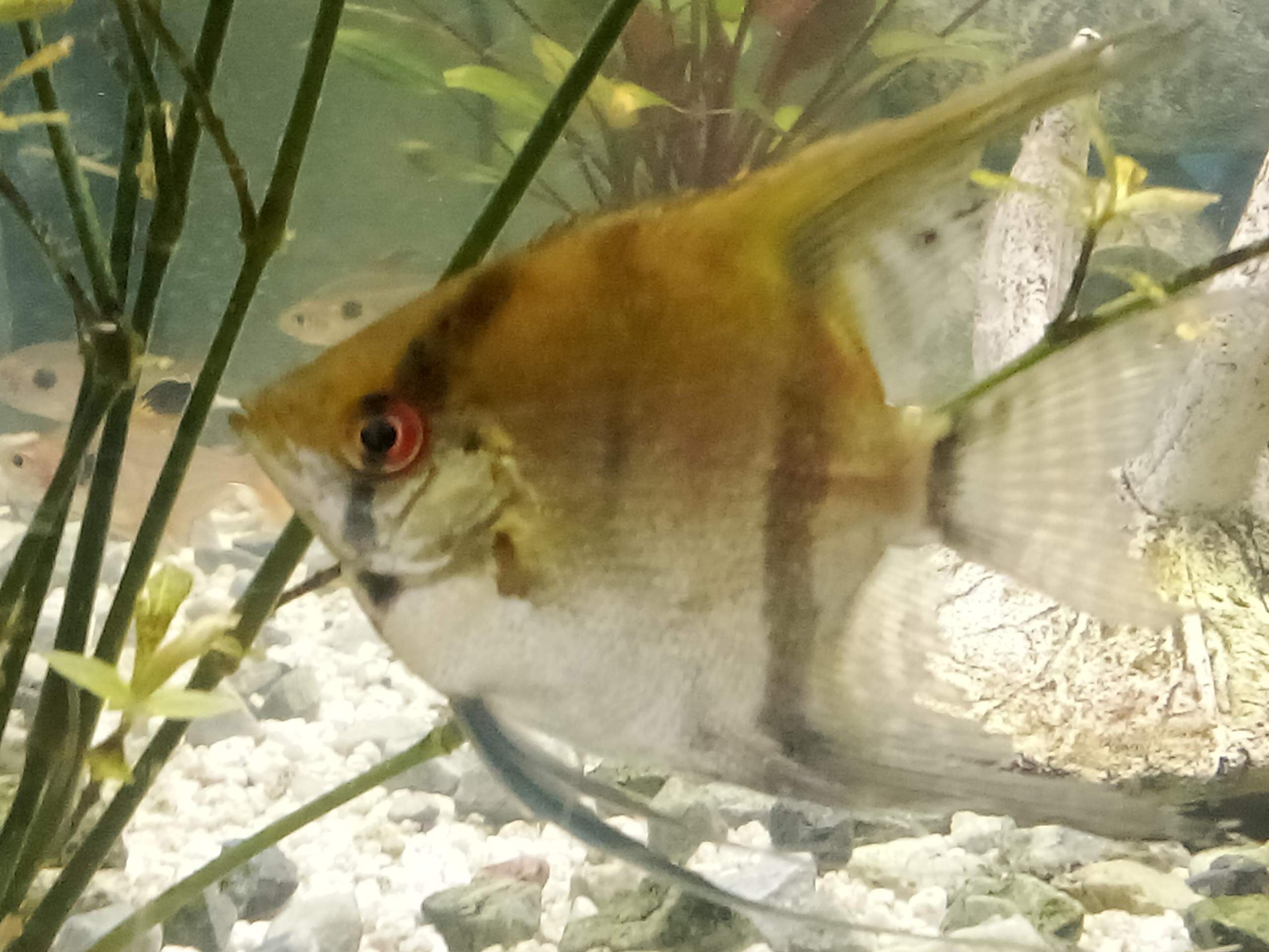 Welches Geschlecht haben meine Peru Altum Skalare? (Experten)