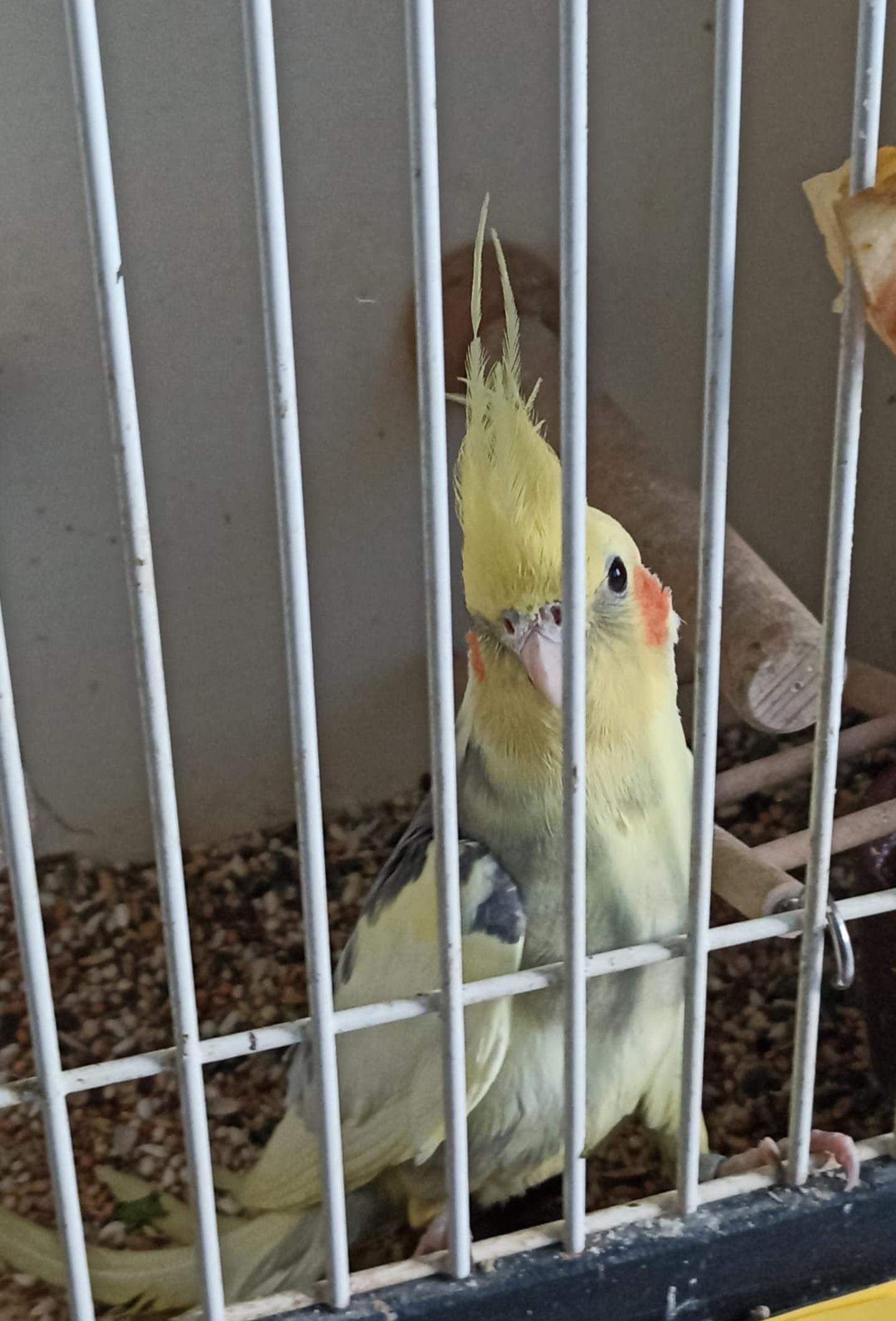 Welches Geschlecht hat der Nymphensittich und wie alt ist er ca.? (Sittiche, Hahn, Henne)