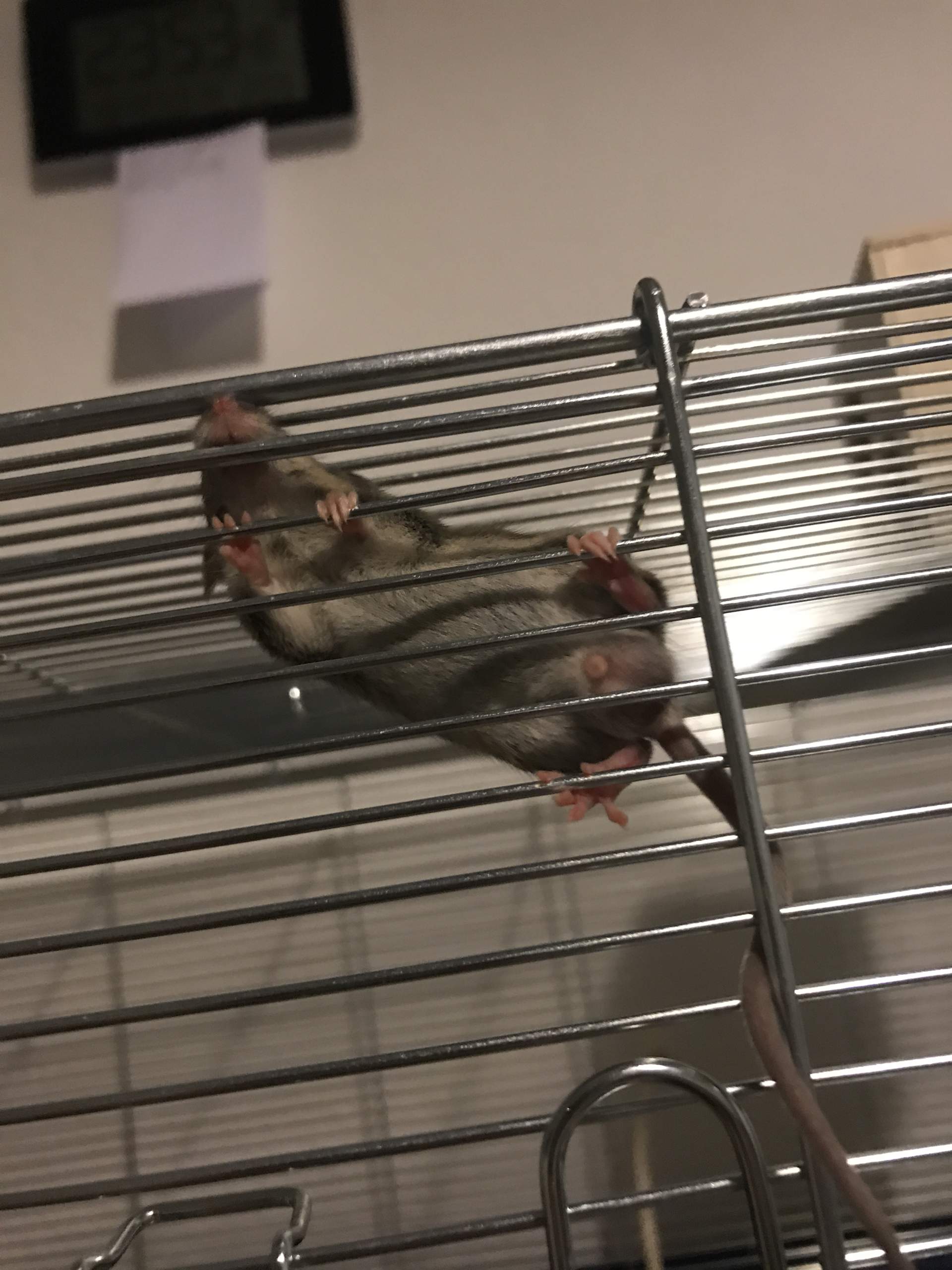 Welches Geschlecht hat meine Maus? (Tiere, Haustiere, Tierhaltung)