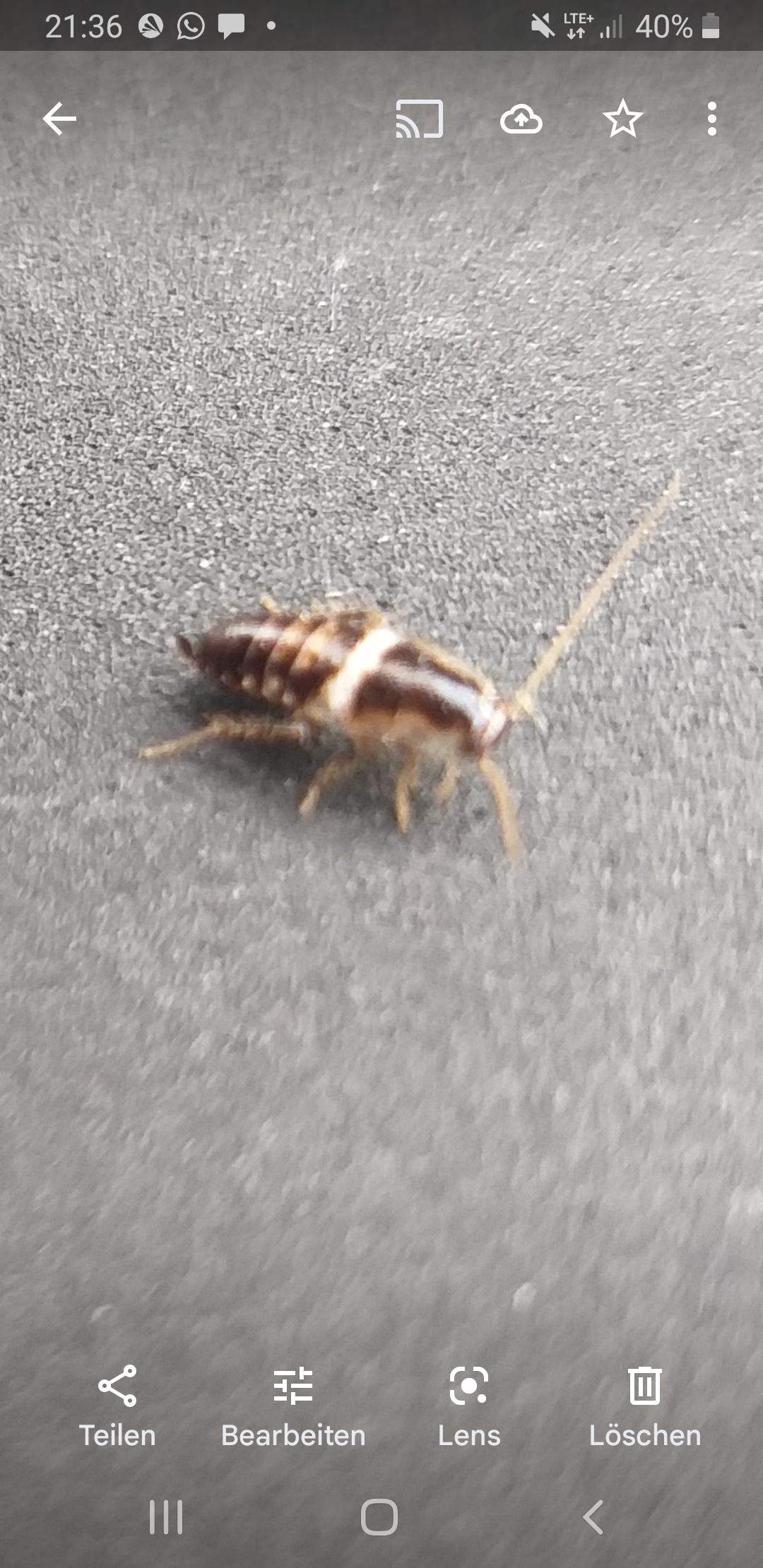 Welches Insekt? (Insekten, Käferart)