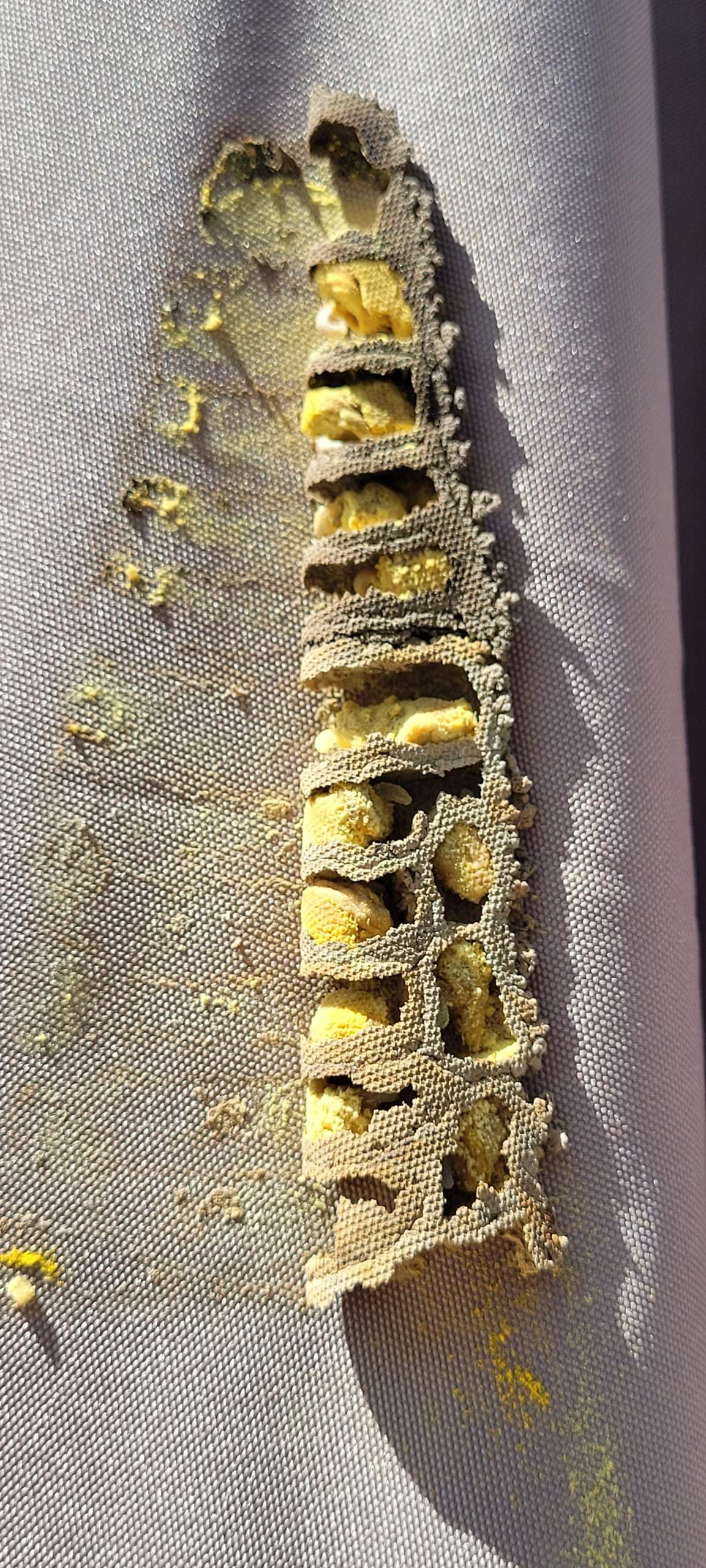 Welches Insekt baut so ein Nest? (Insekten, Wespen)