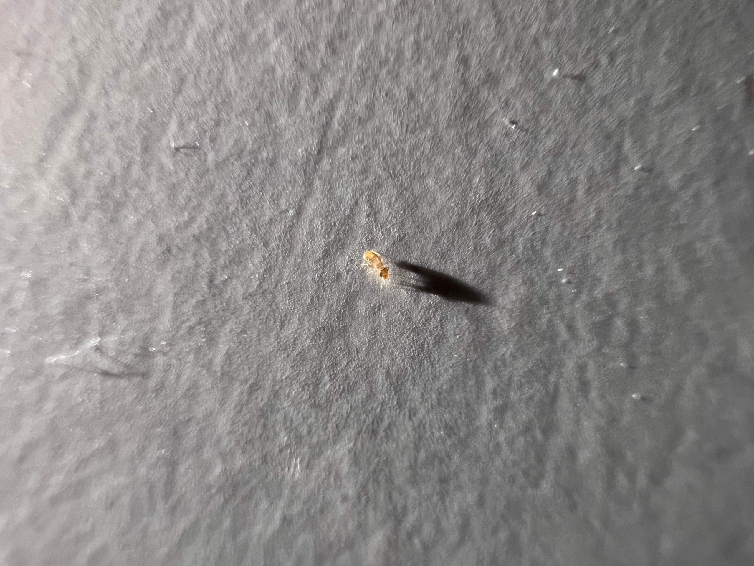 Welches Insekt ist das? (Insekten, Schädlingsbekämpfung, Milben)