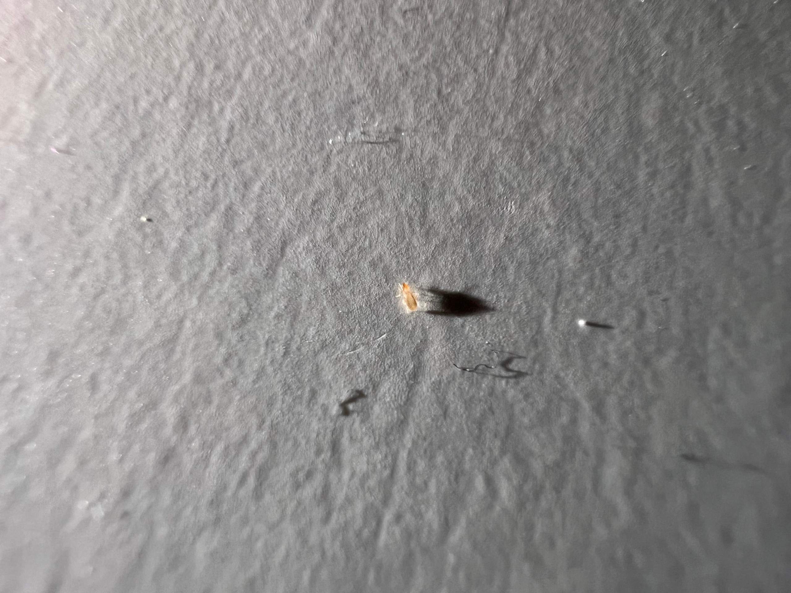 Welches Insekt ist das? (Insekten, Schädlingsbekämpfung, Milben)