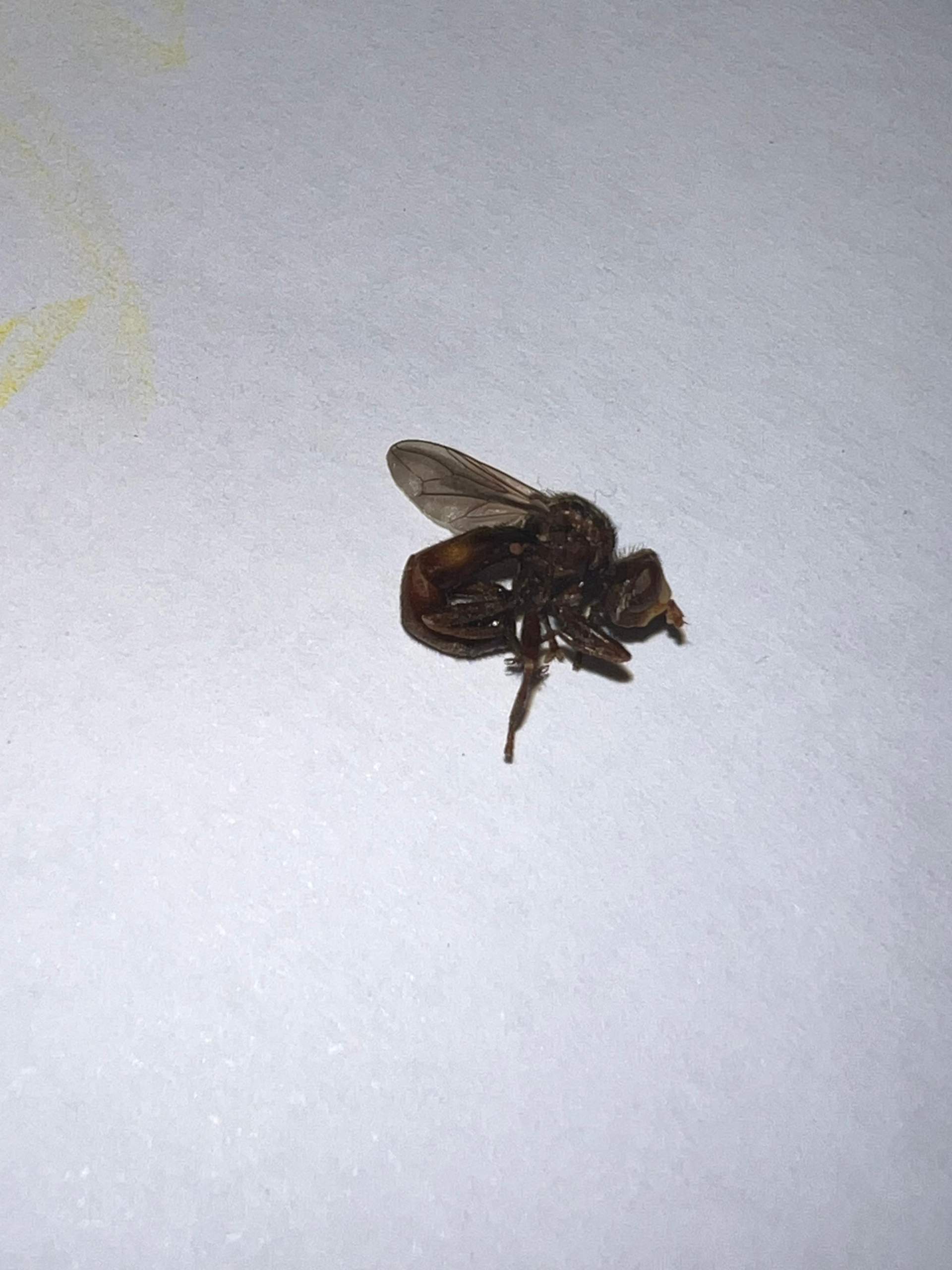 Welches Insekt ist das? (Insekten, Mücken, Fliege)