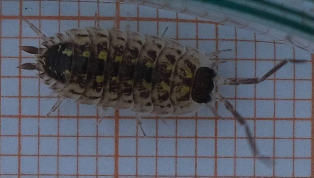 Welches Insekt ist das? (Biologie, Insekten, Bestimmung)